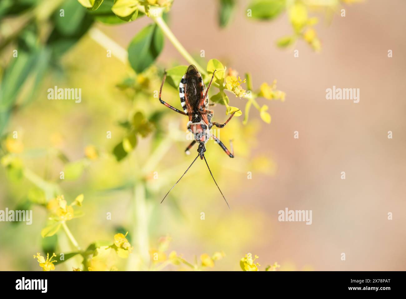 Assassin bug (Rhynocoris punctiventris) on Tree Spurge in Turkiye Stock ...