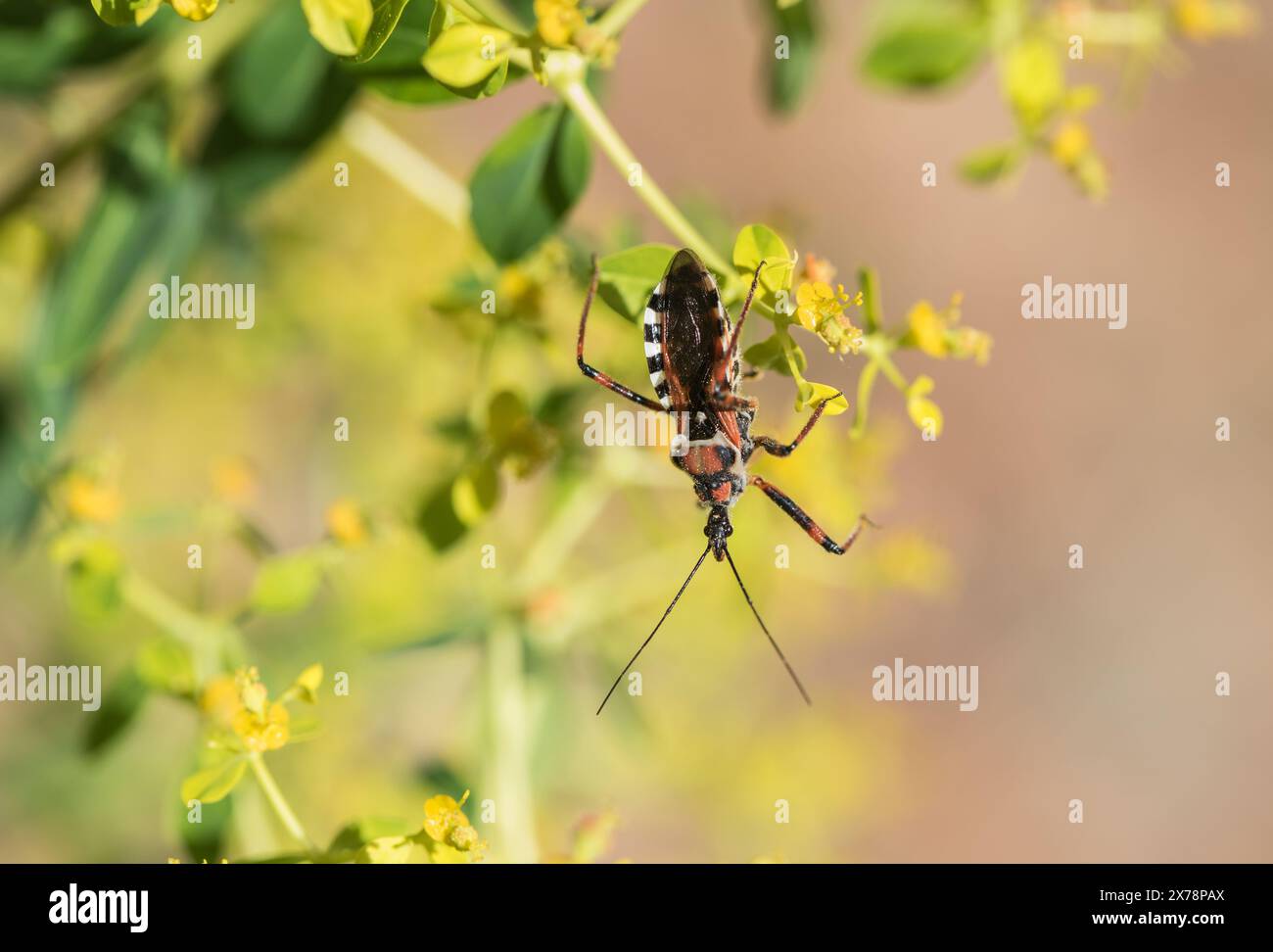 Assassin bug (Rhynocoris punctiventris) on Tree Spurge in Turkiye Stock ...