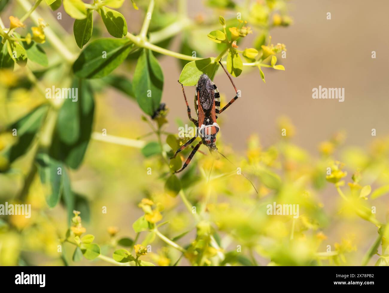 Assassin bug (Rhynocoris punctiventris) on Tree Spurge in Turkiye Stock ...