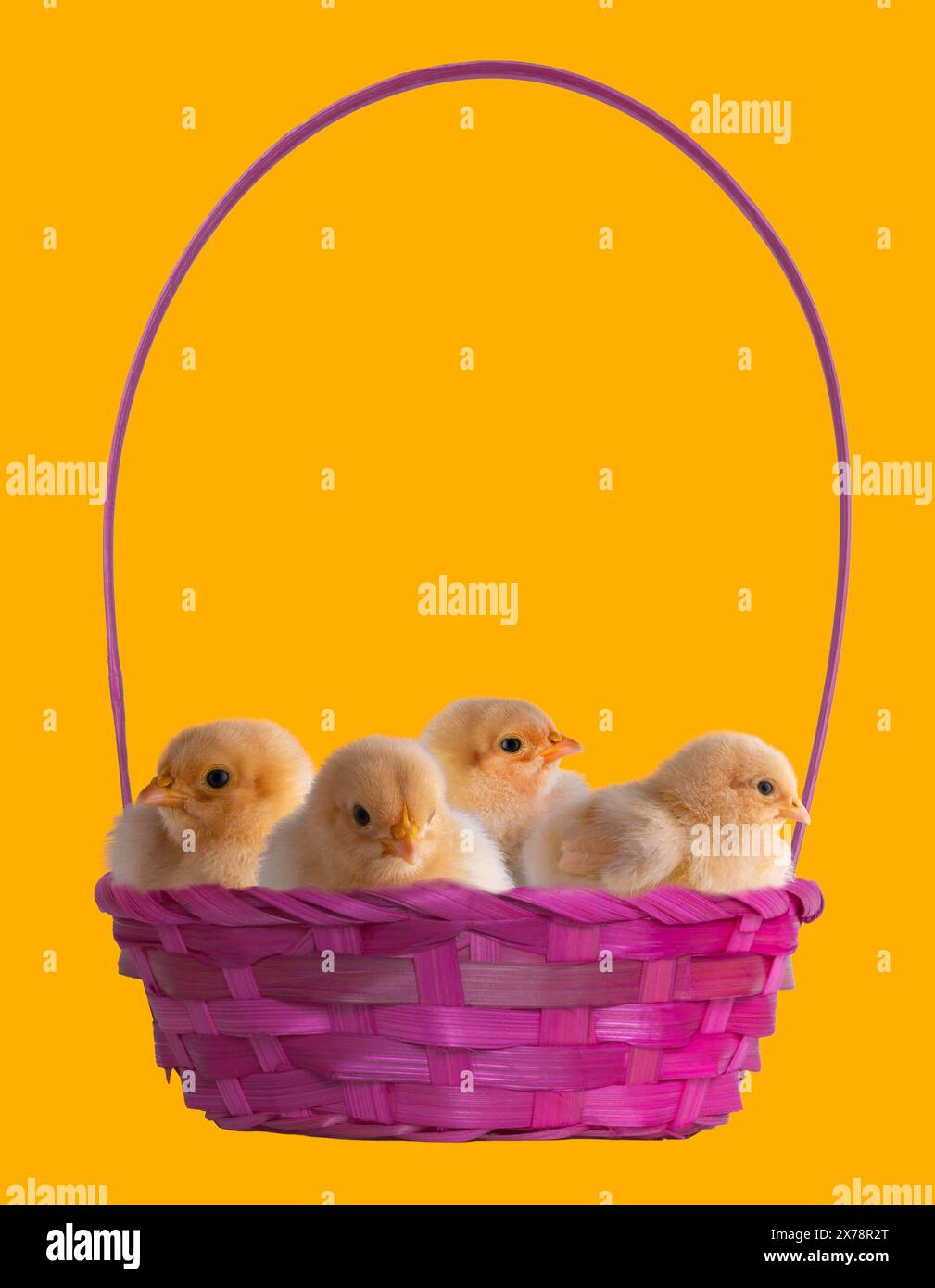 Baby chickens in a pink Easter basket in a studio shot with an orange ...