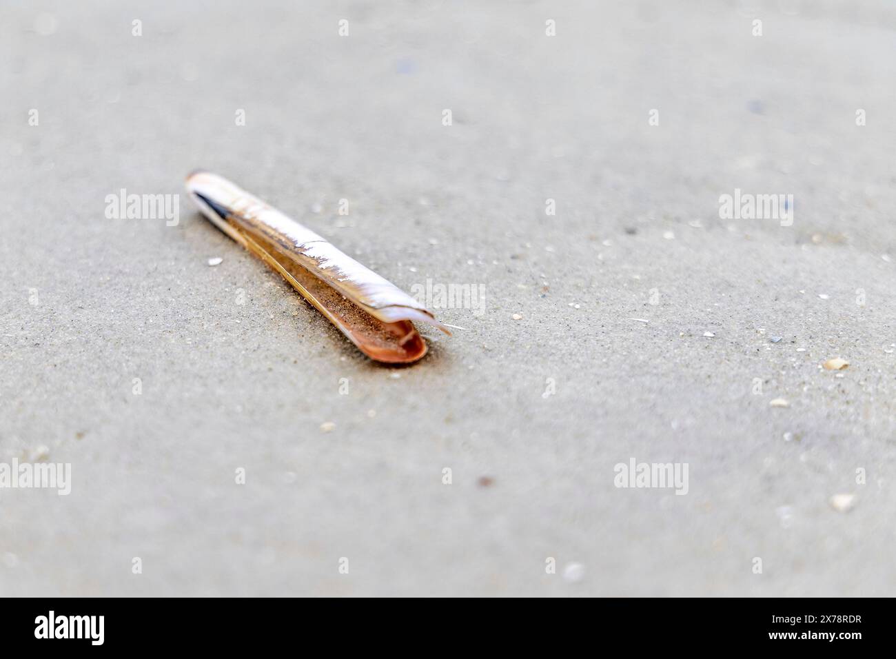 Razor shell on the North Sea beach Stock Photo - Alamy