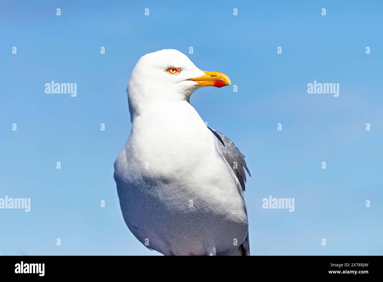 Portrait of a Seagull Stock Photo - Alamy