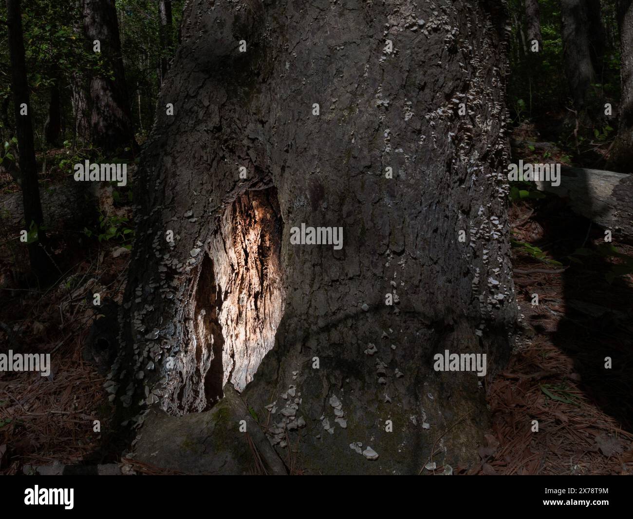 Large tree in North Carolina with a huge hole and eery light glowing ...