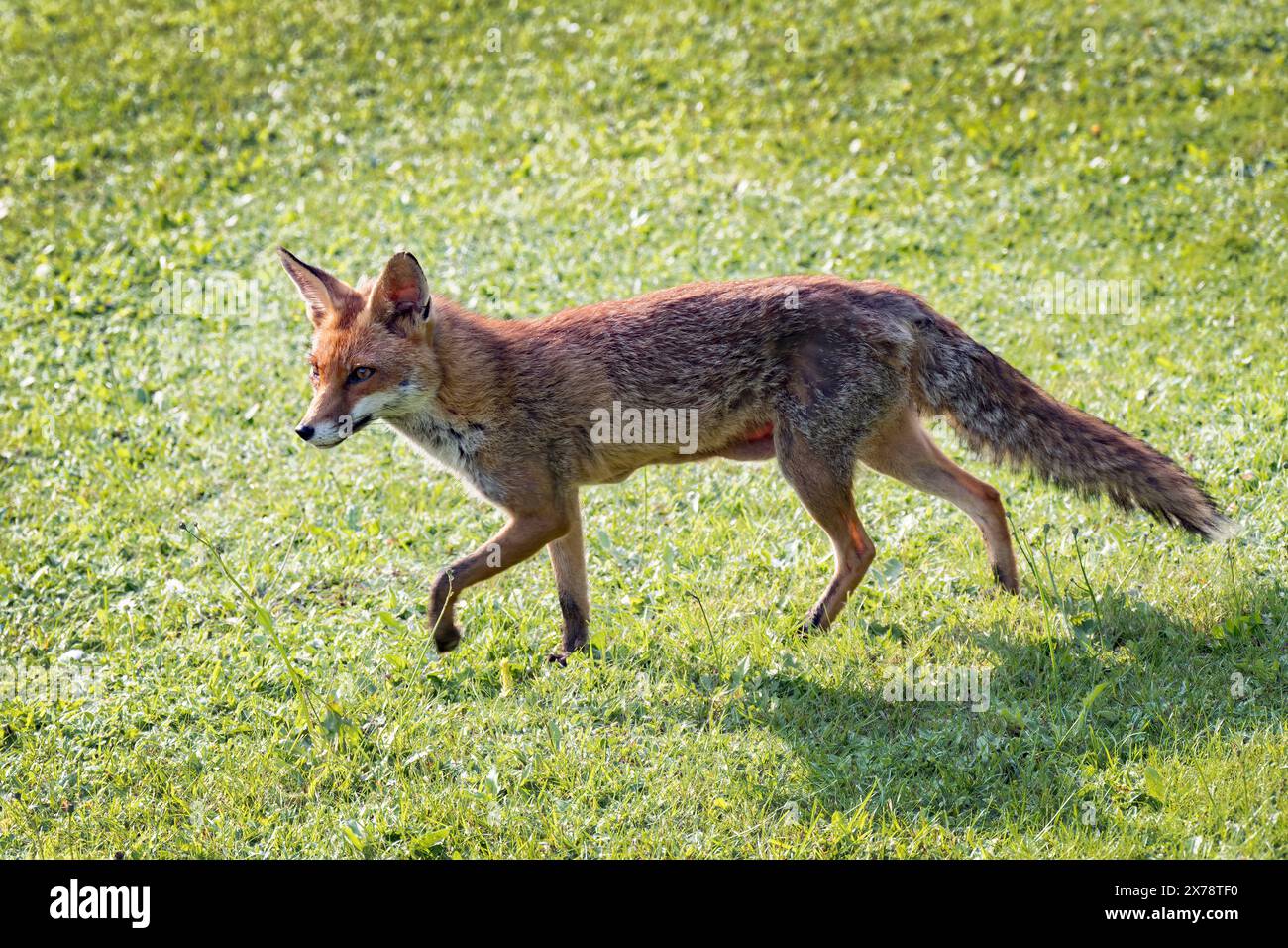 Red fox on the run hi-res stock photography and images - Alamy