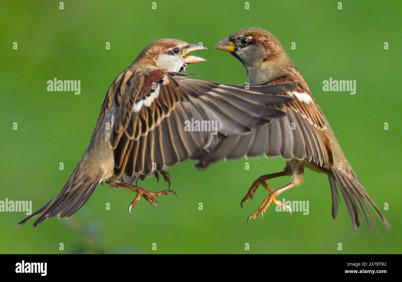 Closeup of two sparrows fighting in flight Stock Photo - Alamy