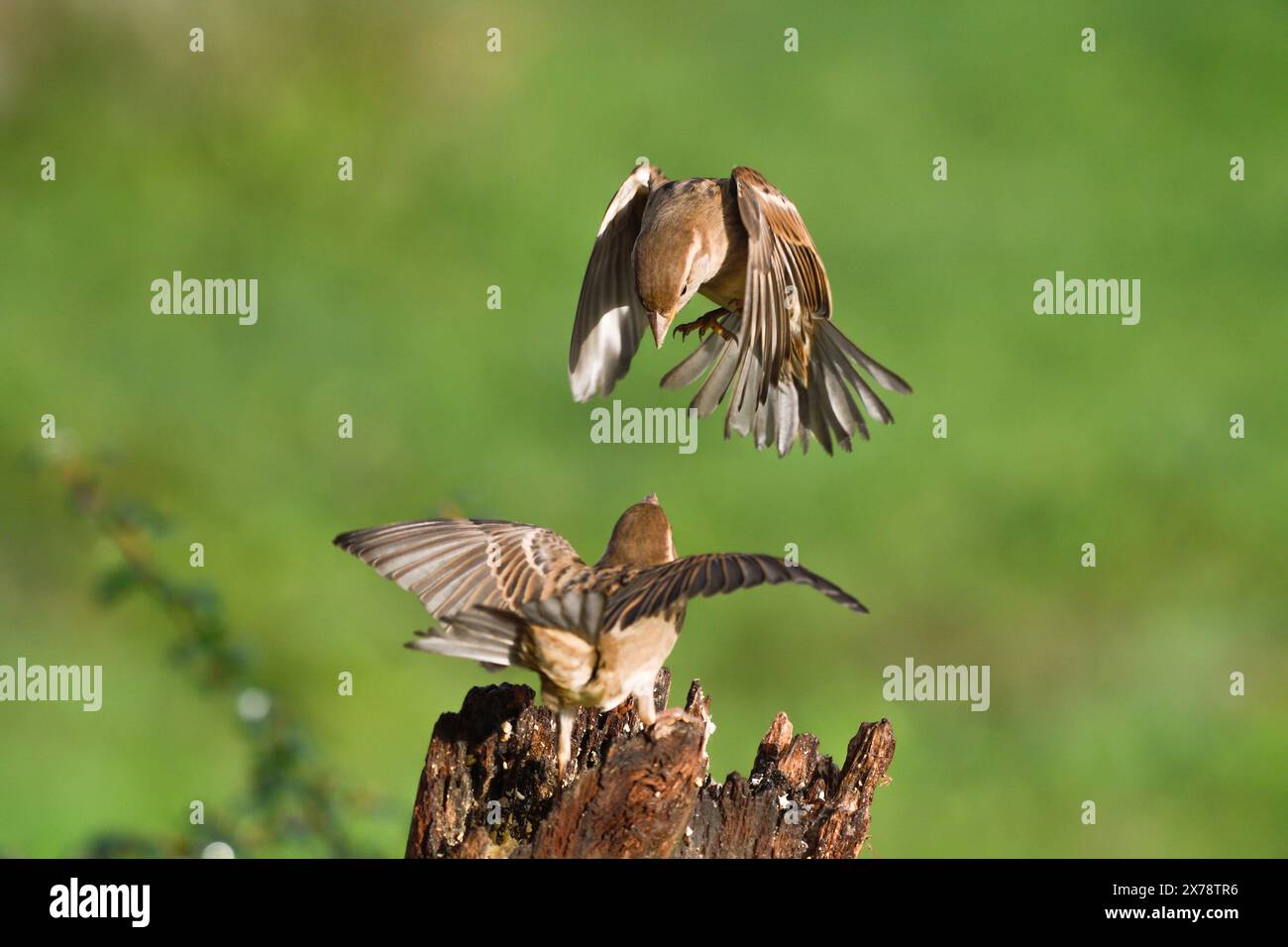 Two sparrows fighting hi-res stock photography and images - Alamy