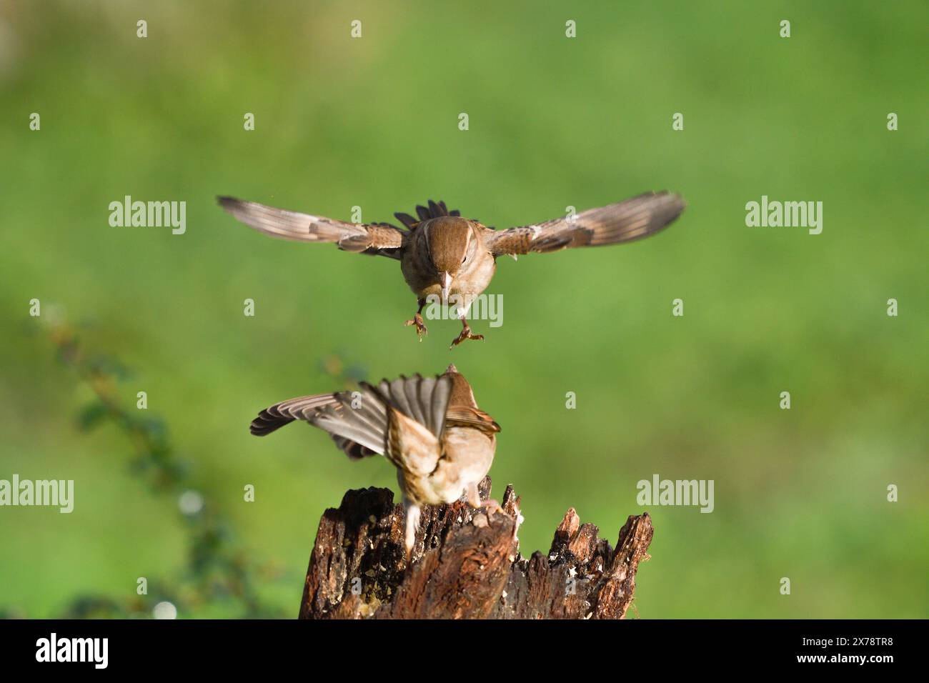 Closeup of two sparrows fighting in flight Stock Photo - Alamy
