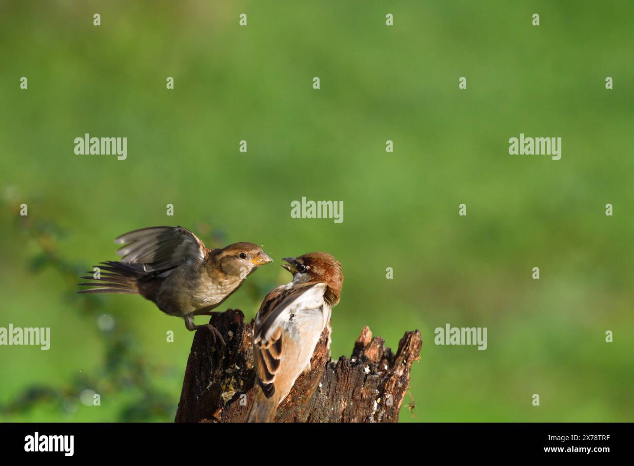 Closeup of two sparrows fighting in flight Stock Photo - Alamy