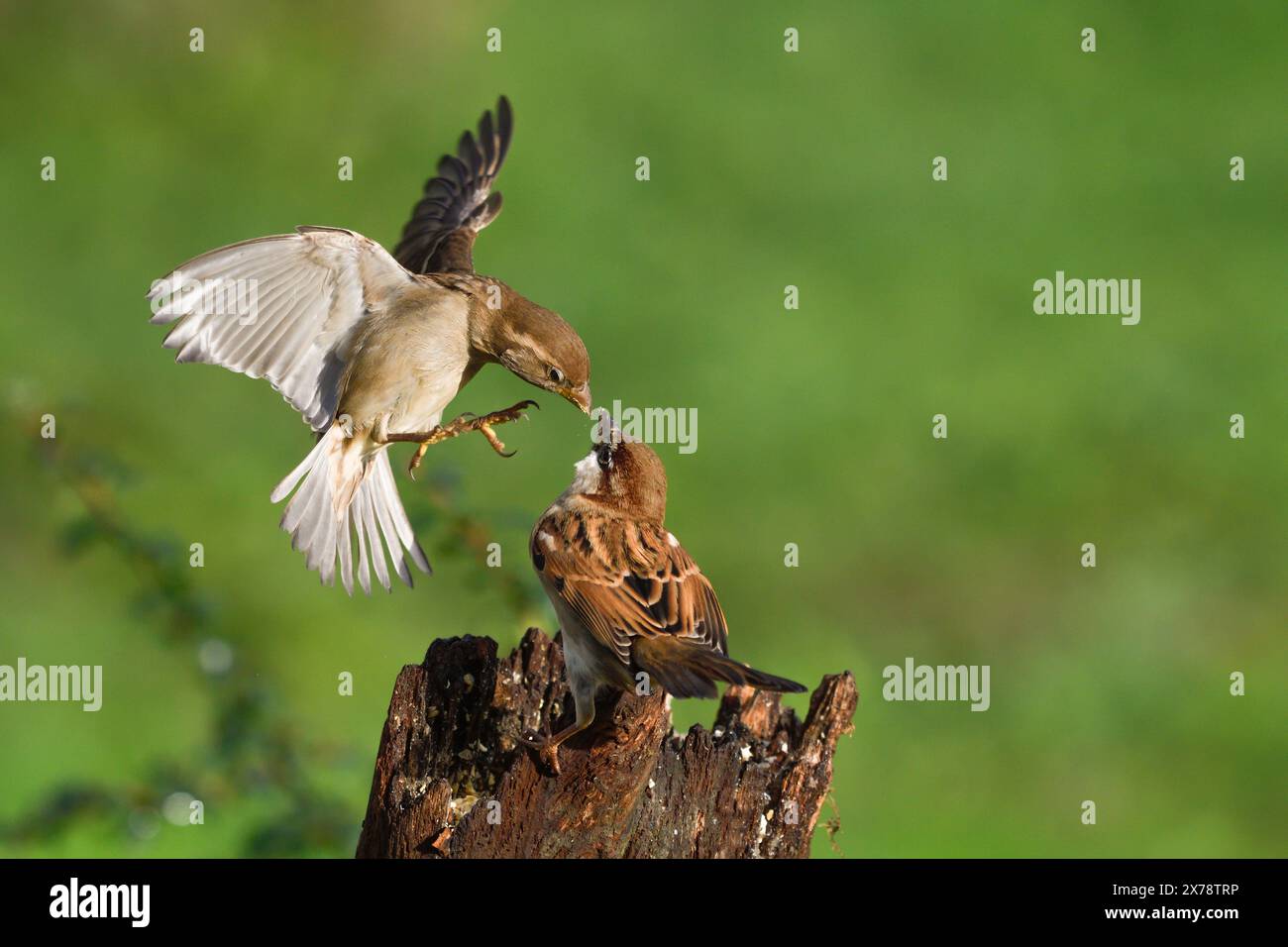 Closeup of two sparrows fighting in flight Stock Photo - Alamy