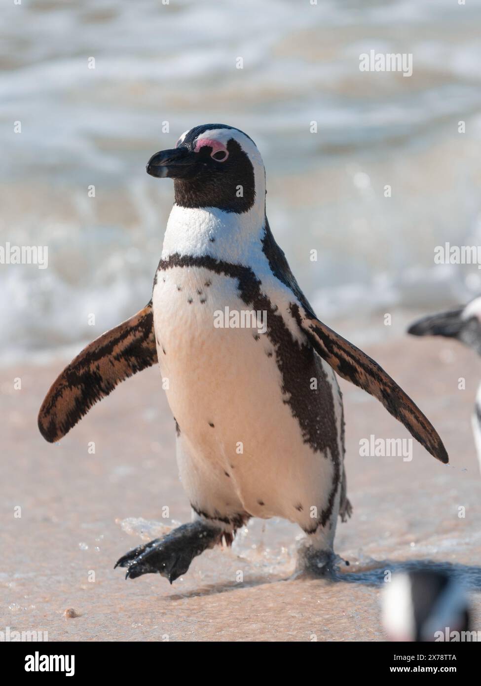An endangered African penguin, Spheniscus Demersus, waddling across the ...