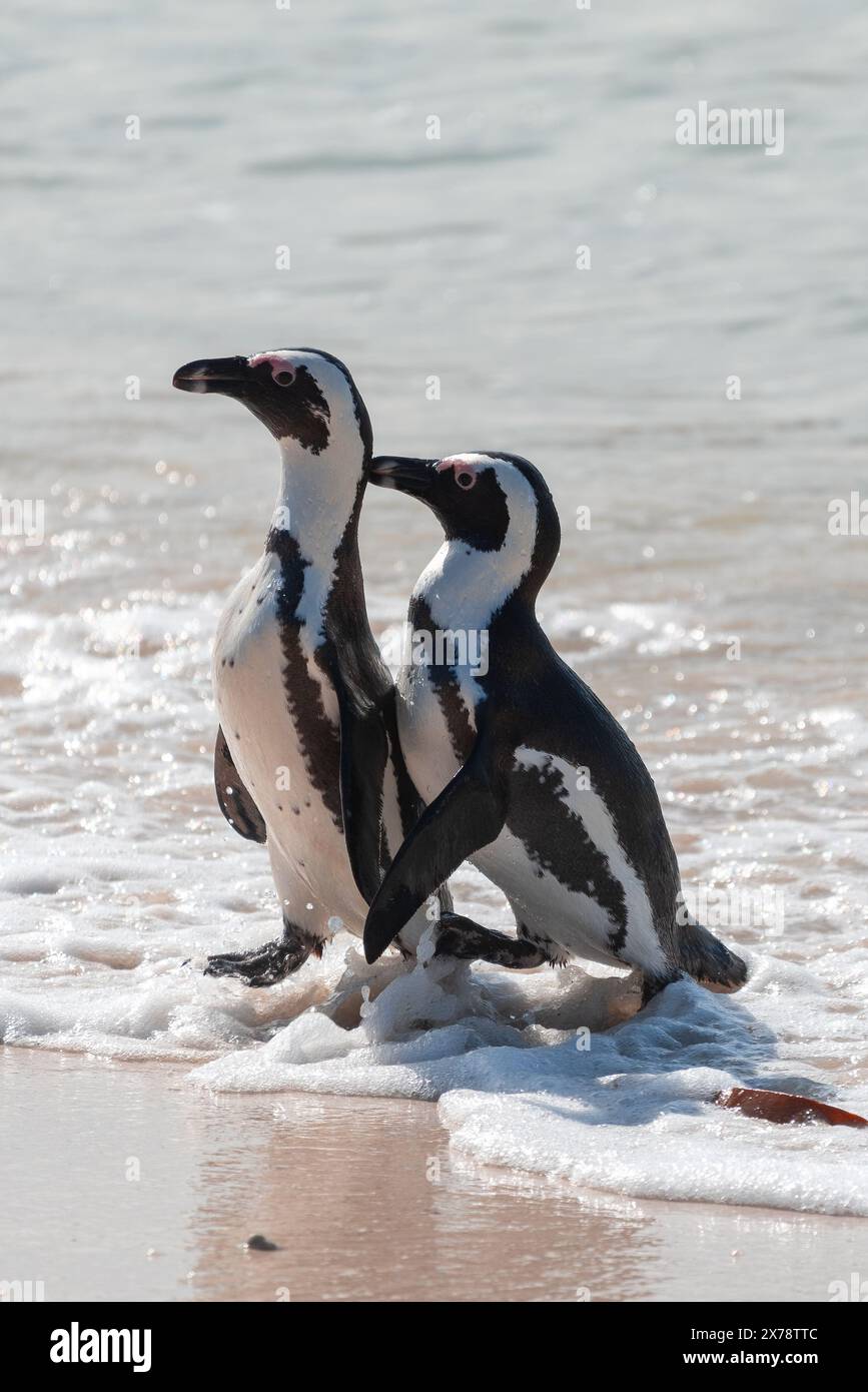 A pair of endangered African penguins, Spheniscus Demersus, walking in ...