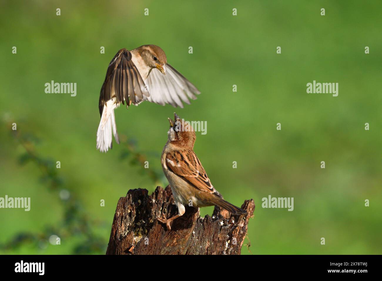 Closeup of two sparrows fighting in flight Stock Photo - Alamy