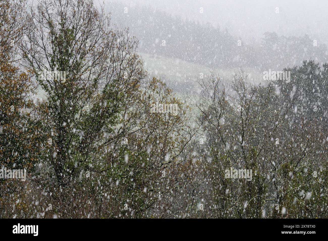 Heavy snowfall with the forest trees in the background Stock Photo - Alamy