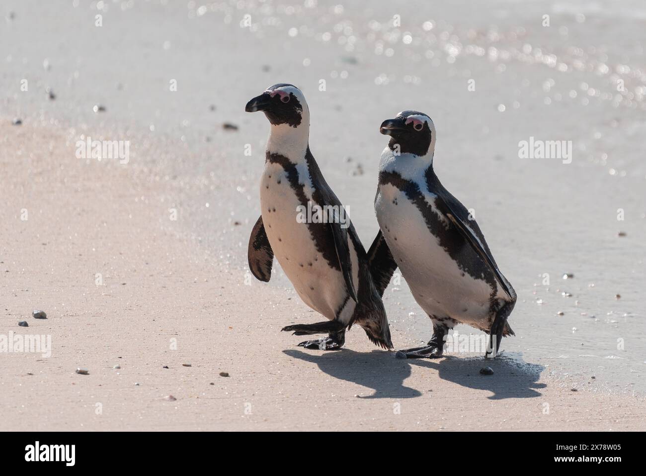 A pair of endangered African penguins, Spheniscus Demersus, walking on ...