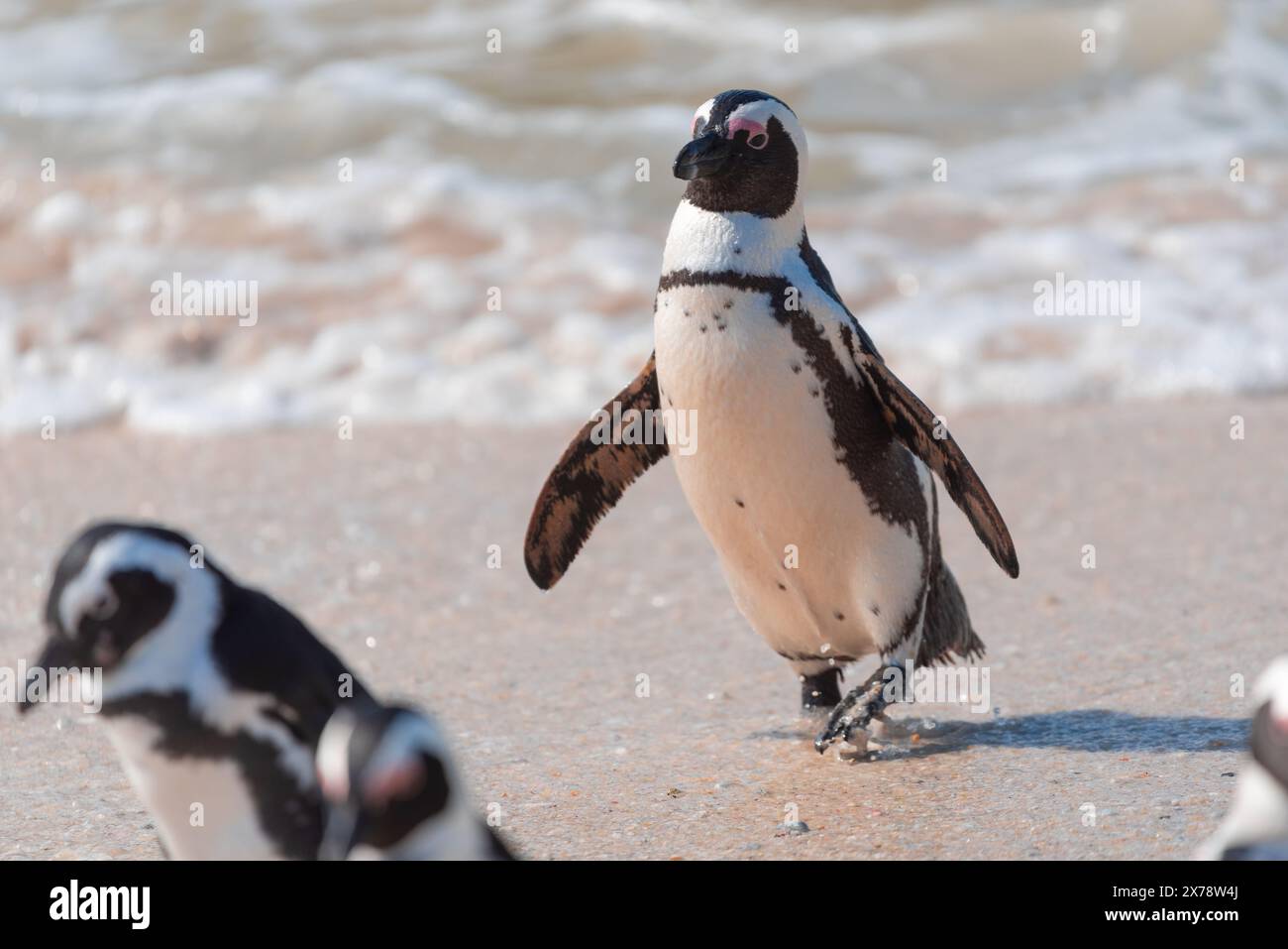 An endangered African penguin, Spheniscus Demersus, strutting across ...