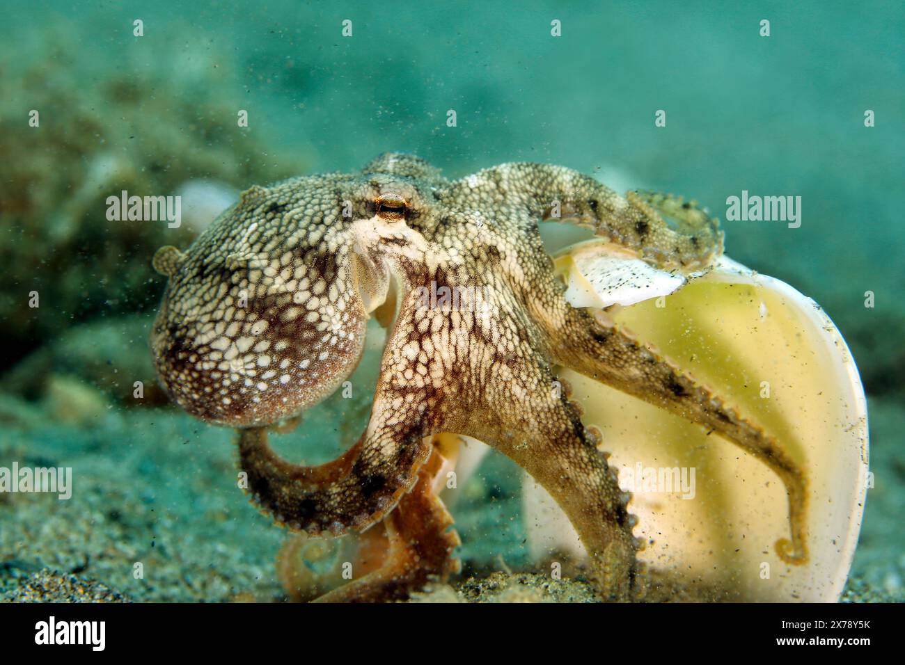 Close-up of a Coconut Octopus (Amphioctopus marginatus, aka Veined ...