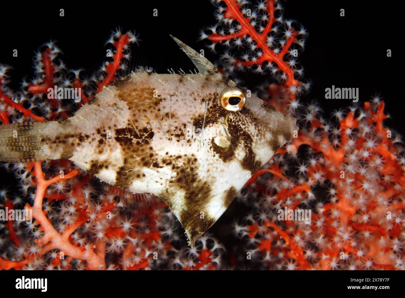 Pigfaced leatherjacket hi-res stock photography and images - Alamy