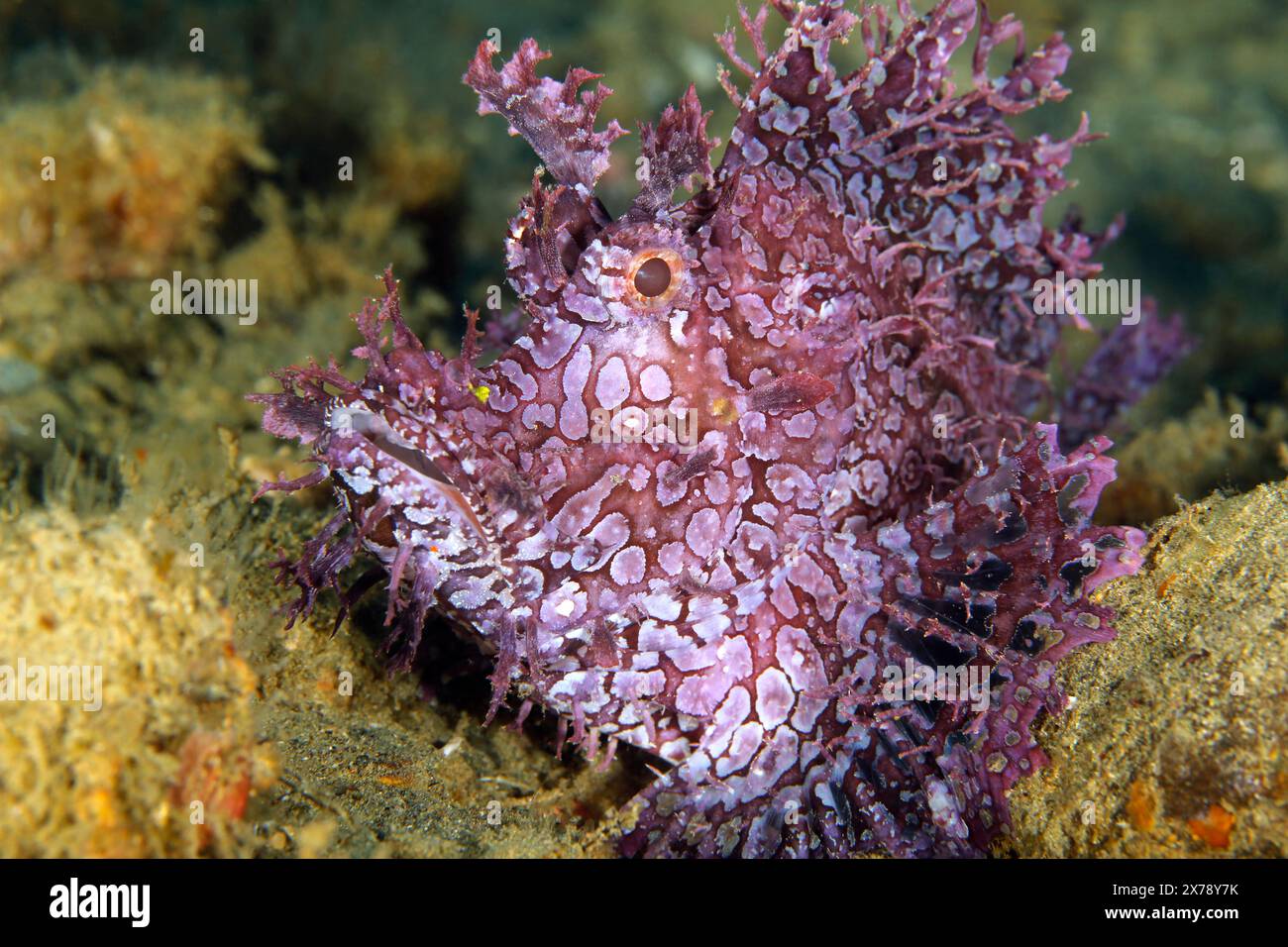 Purple Weedy Scorpionfish (Rhinopias frondosa). Ambon, Indonesia Stock ...