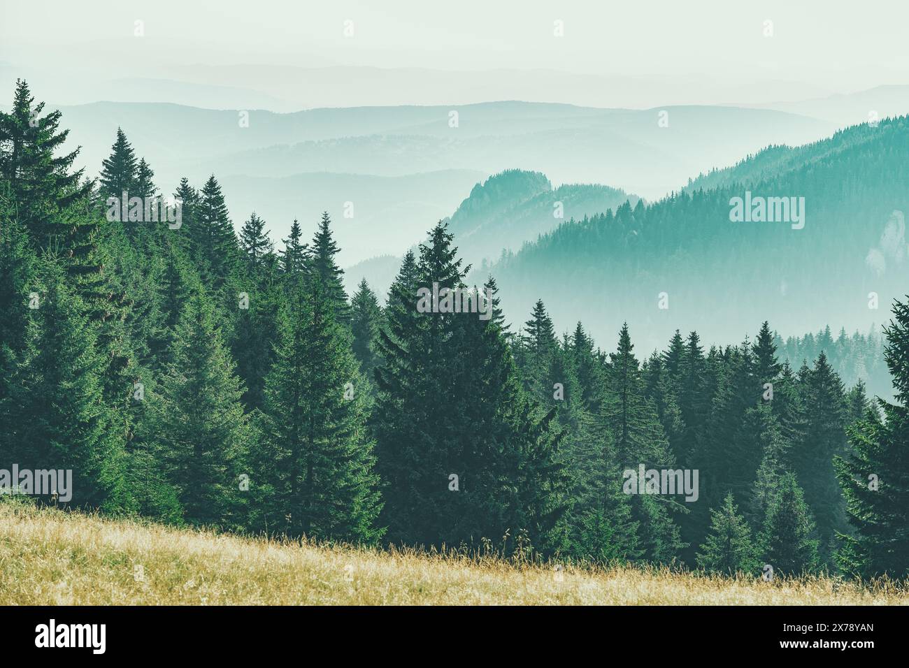 Mountain covered with a coniferous fir tree forest. Scenic landscape ...
