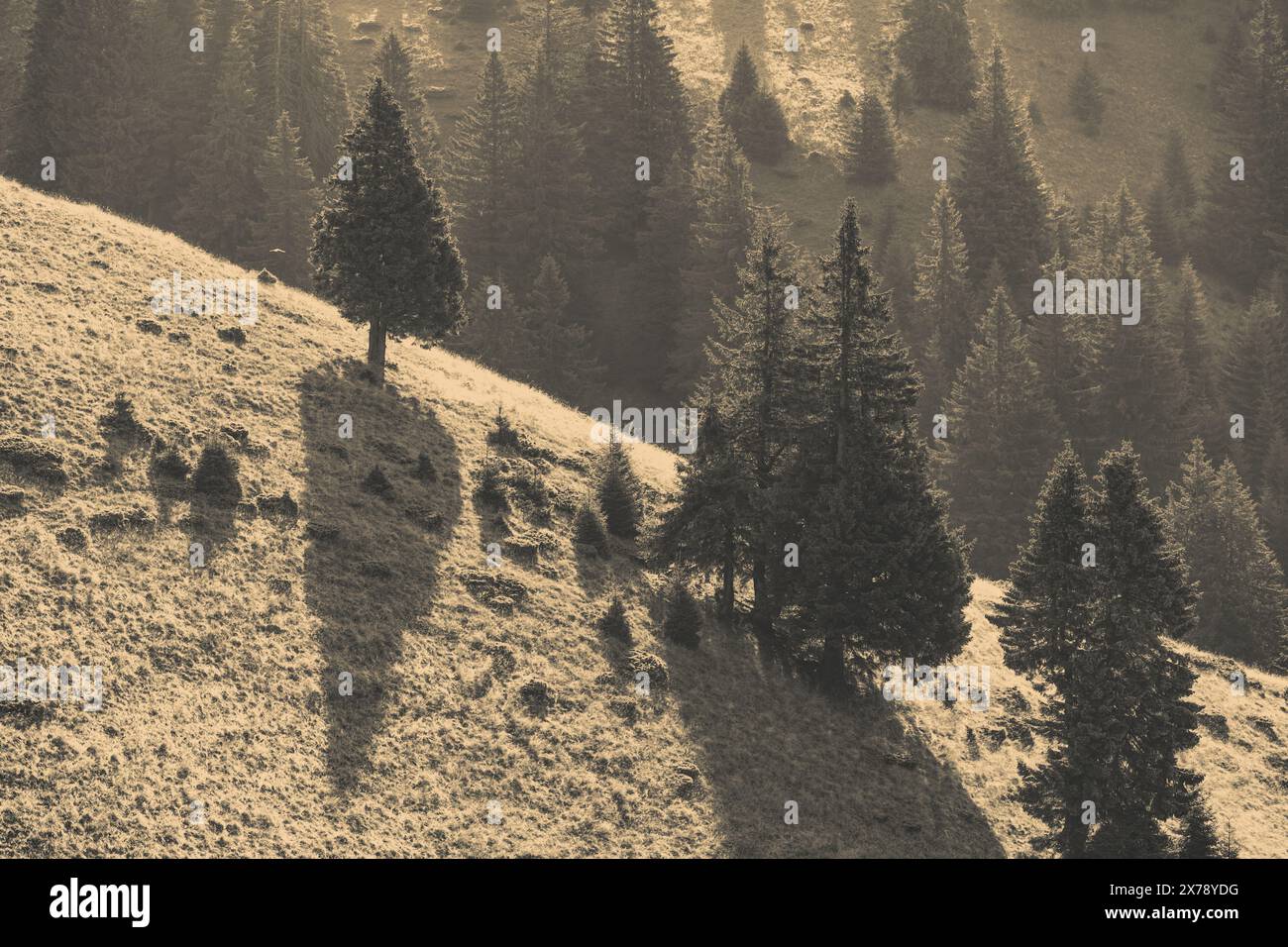 Mountain covered with a coniferous fir tree forest. Scenic landscape ...