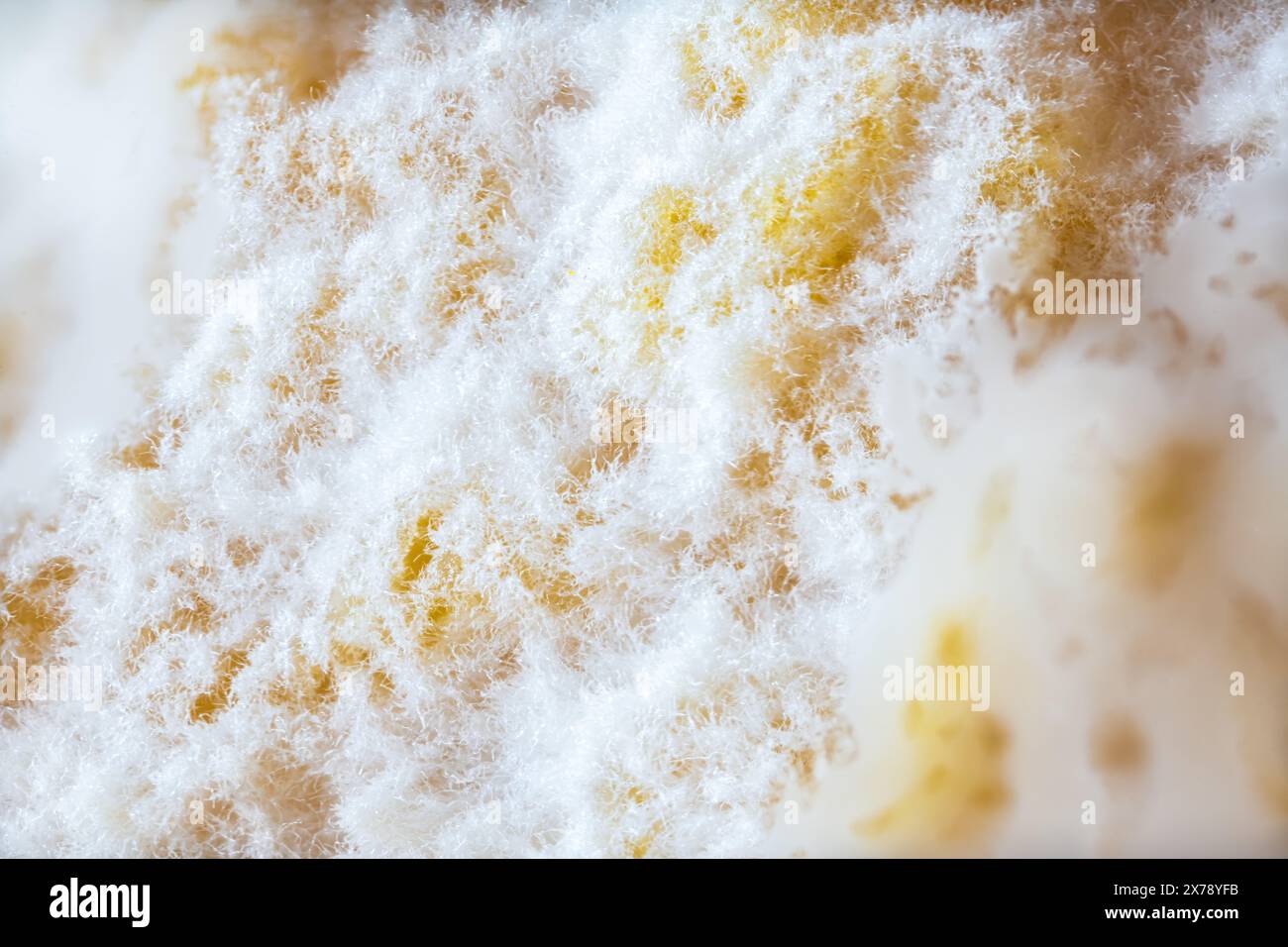 Mold fungus on half hi-res stock photography and images - Alamy