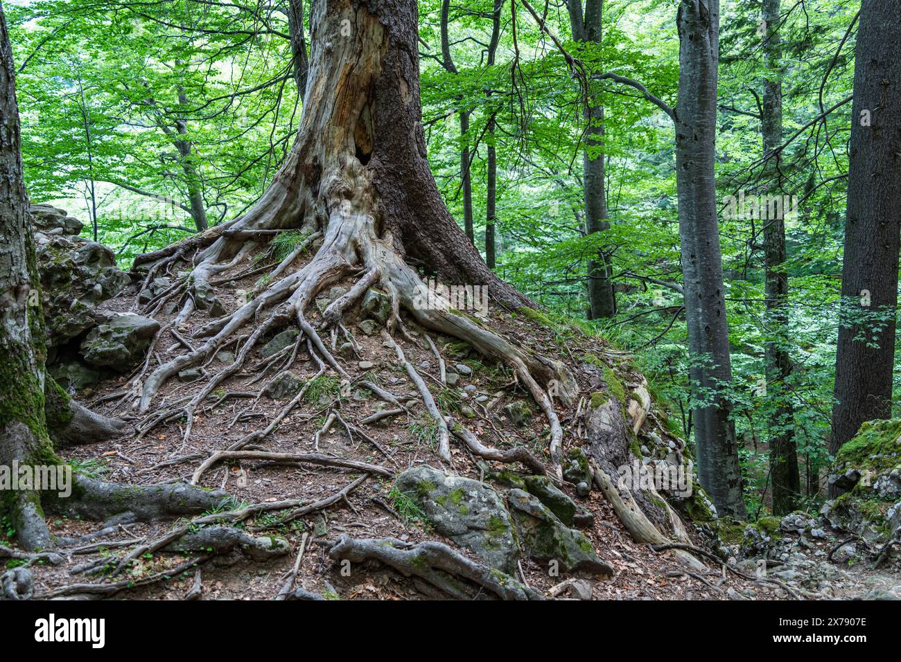 Tree roots at the surface of the ground in the forest Stock Photo - Alamy