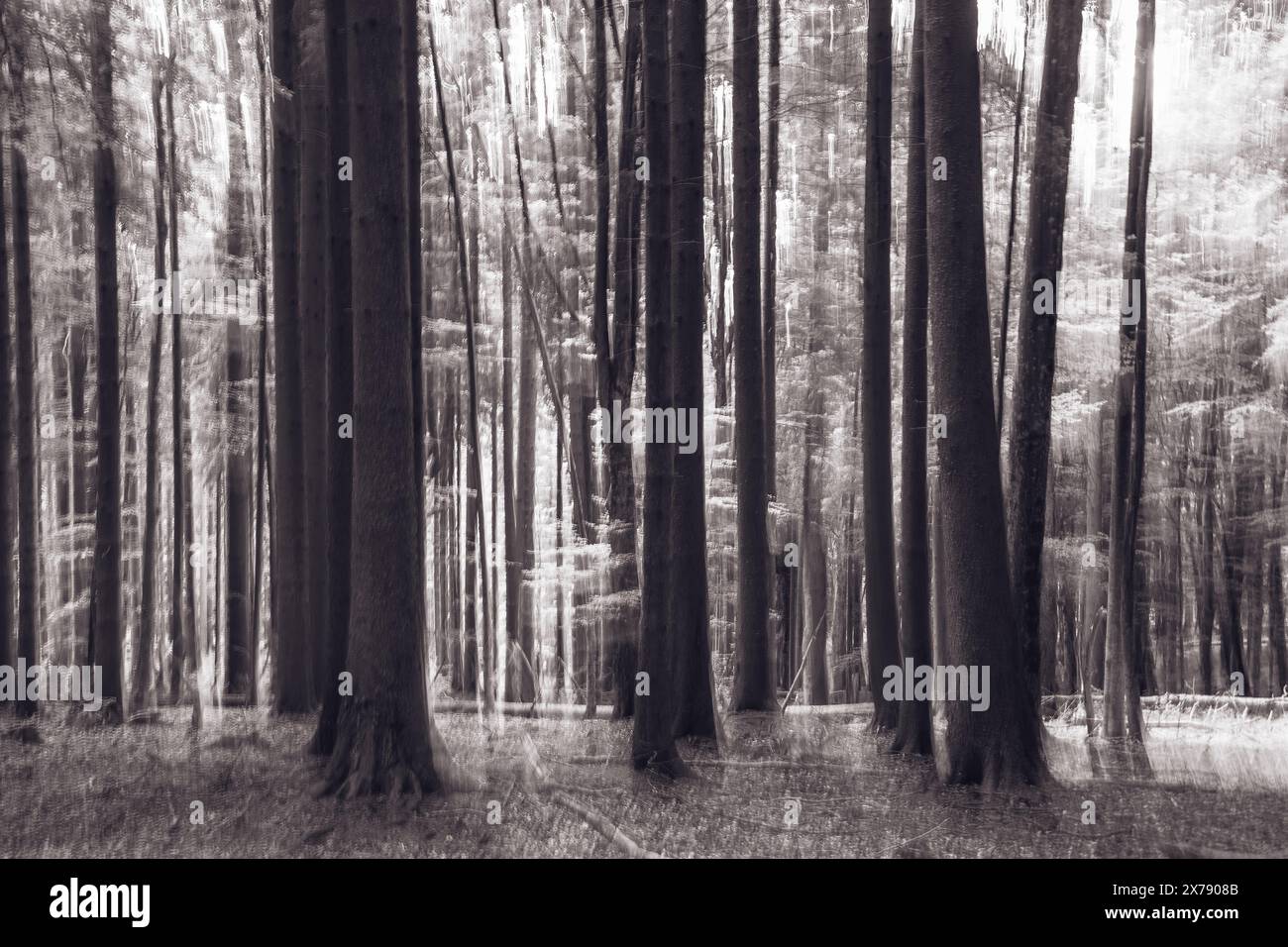 Abstract intentional camera movement photo with a forest. Moody eerie ...