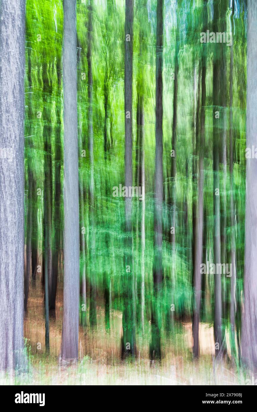 Mysterious forest landscape camera movement hi-res stock photography ...