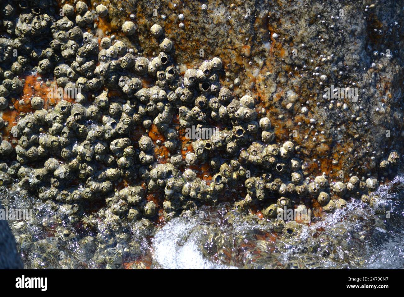 Barnacles blanket the rocks at Ponce Inlet, Jetty Beach in Florida ...