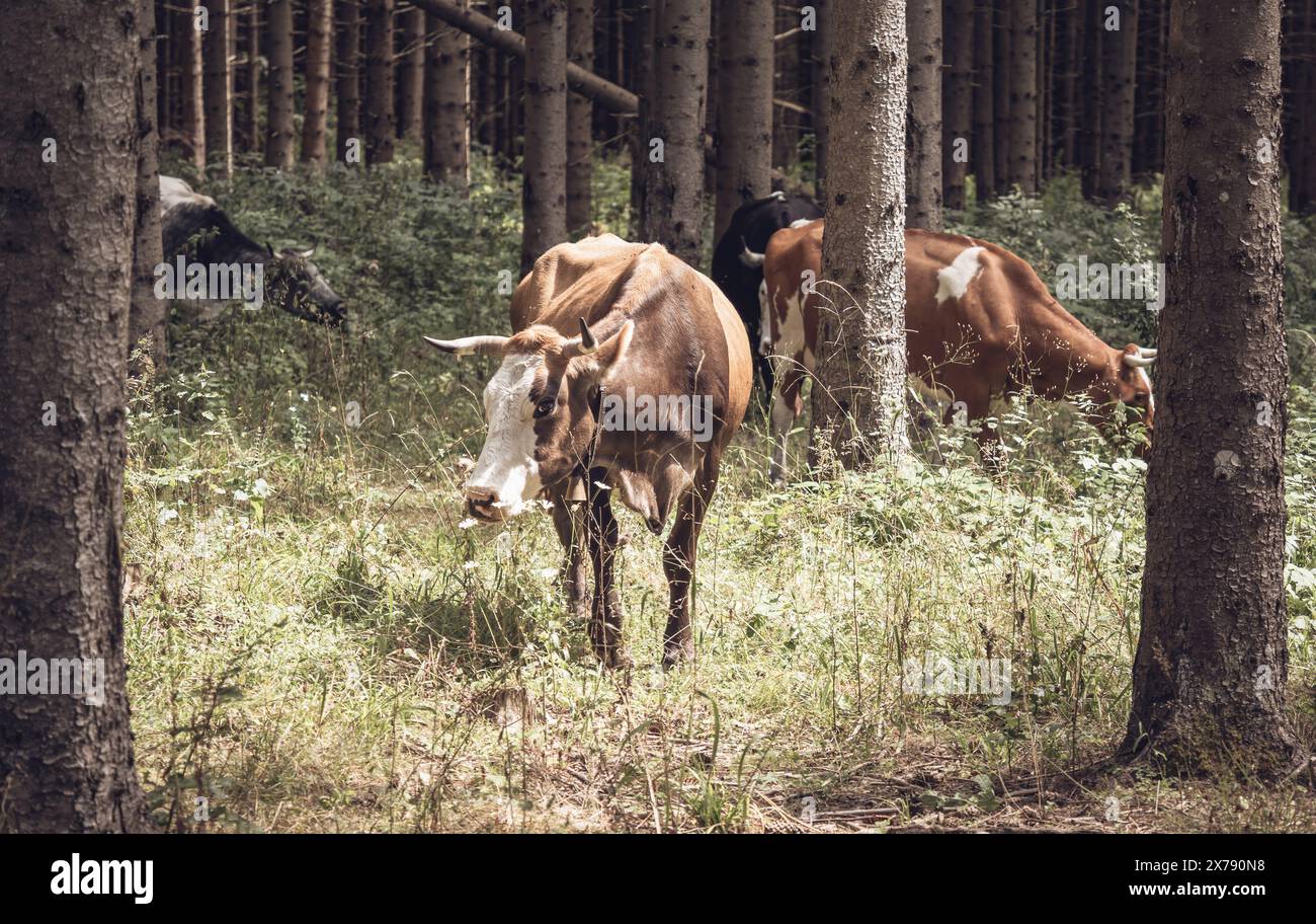 Grazing cows in the forest. Cattle looking for food in the forest Stock ...