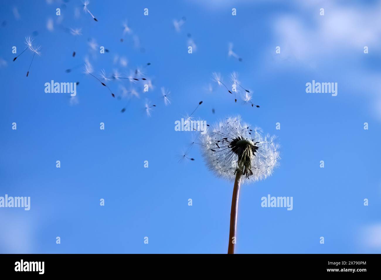 Dandelion dispersing seeds hi-res stock photography and images - Alamy
