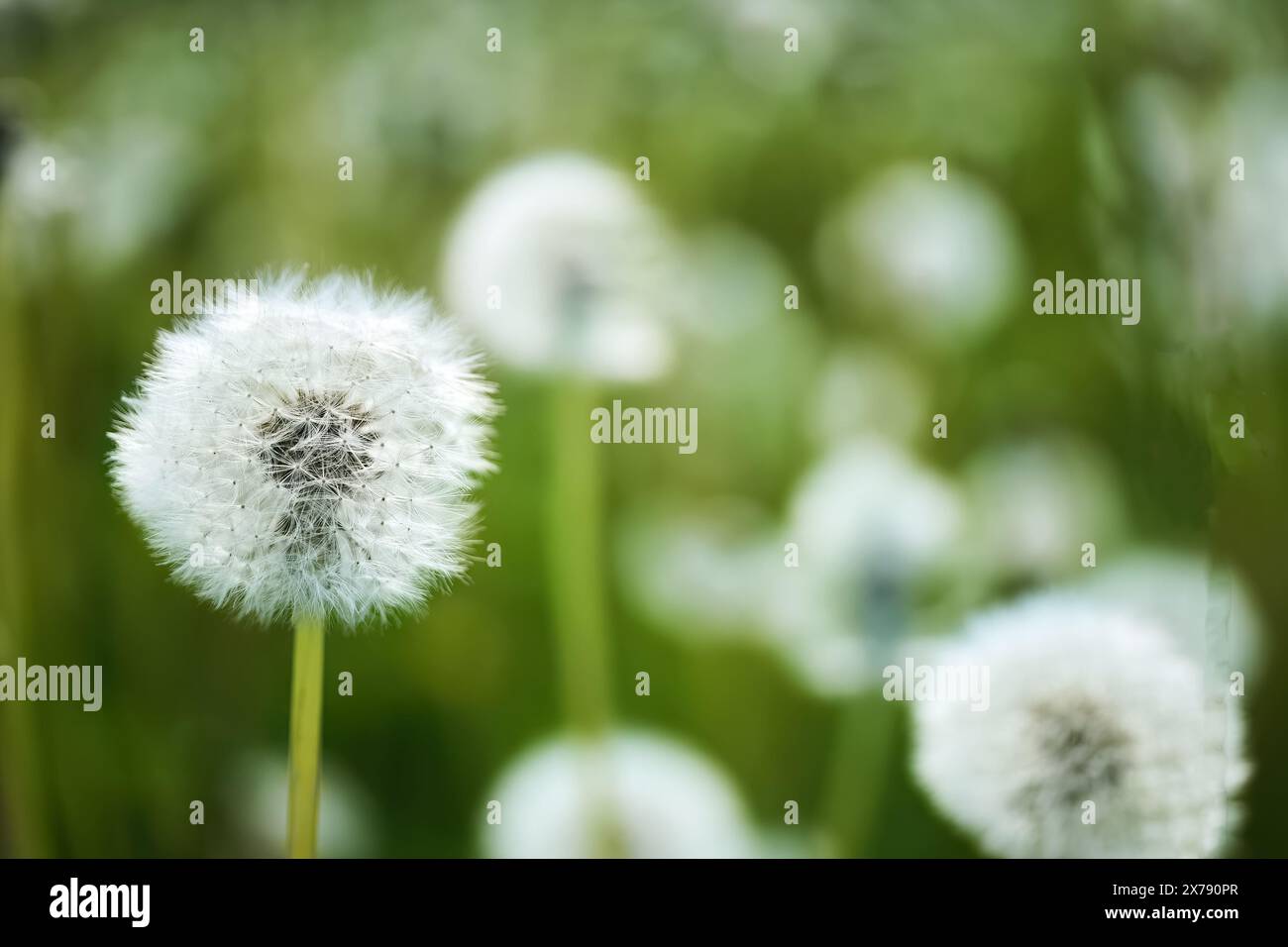 Airy puffs hi-res stock photography and images - Alamy