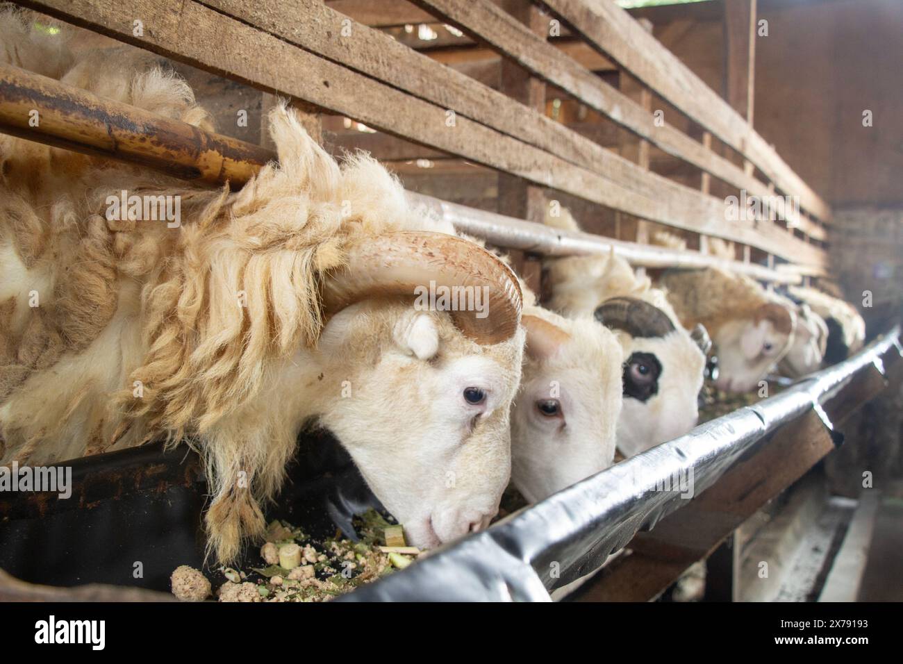 rows of goats in a pen eating from a trough, sacrificial animals for ...