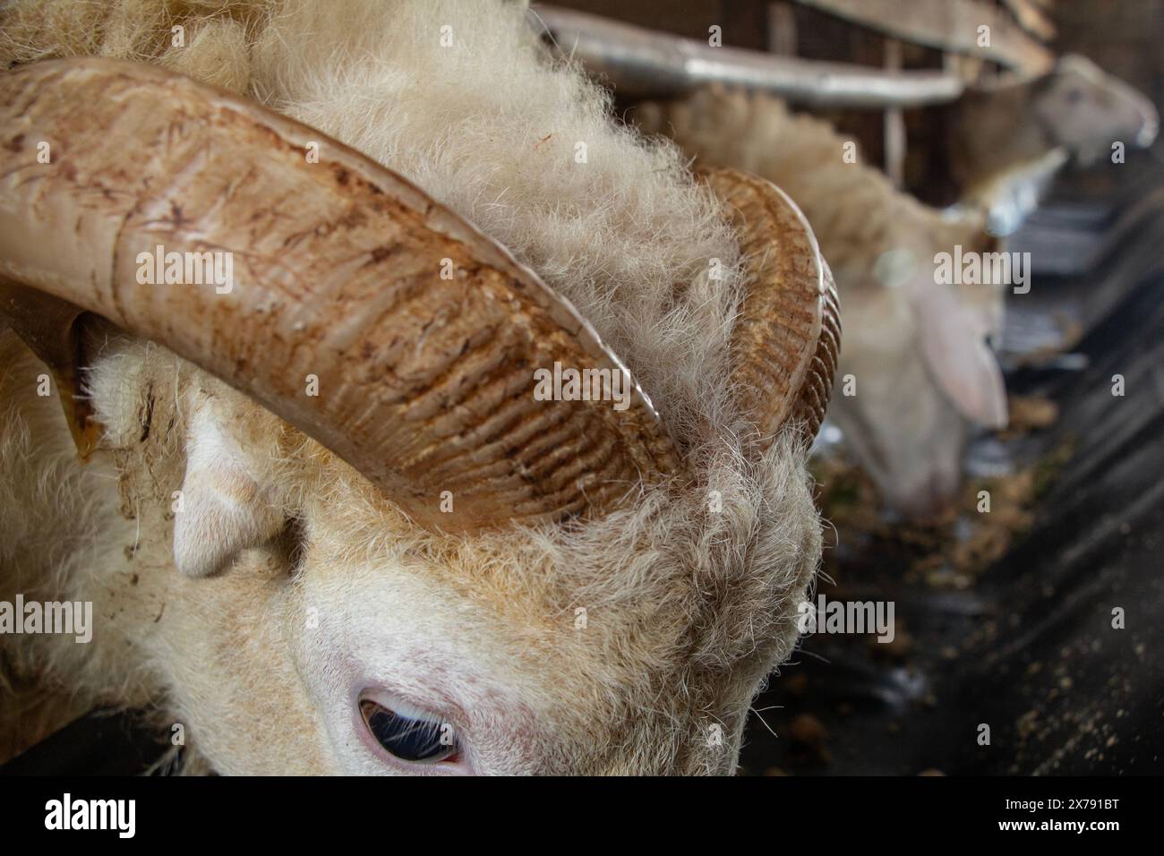 closeup texture of horned goat head in goat fattening farm pen Stock ...