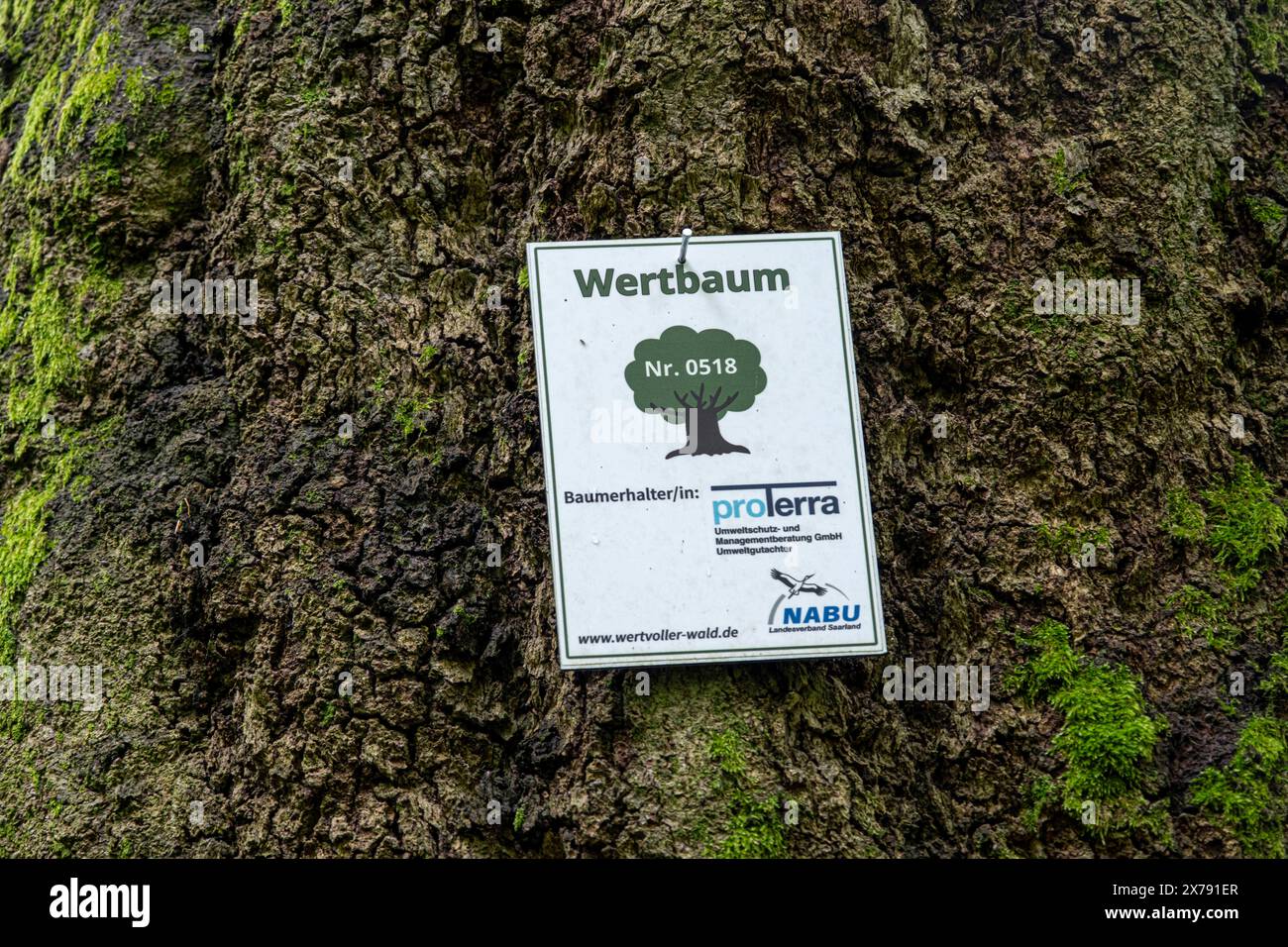 Schild Wertbaum mit Angabe des Baumerhalters Proterra an einem ...