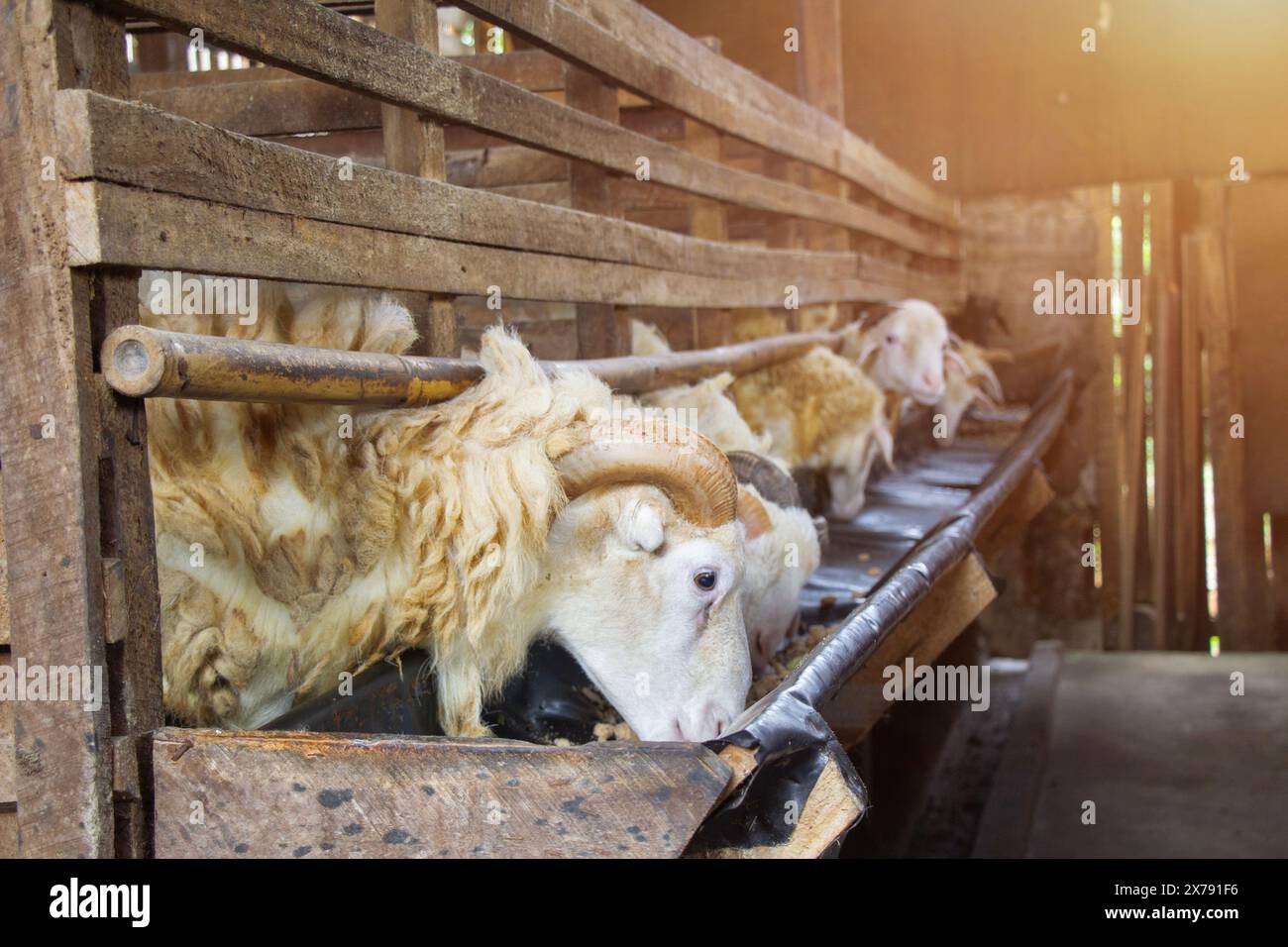 row of goats in a pen eating from a trough, sacrificial animals for ...
