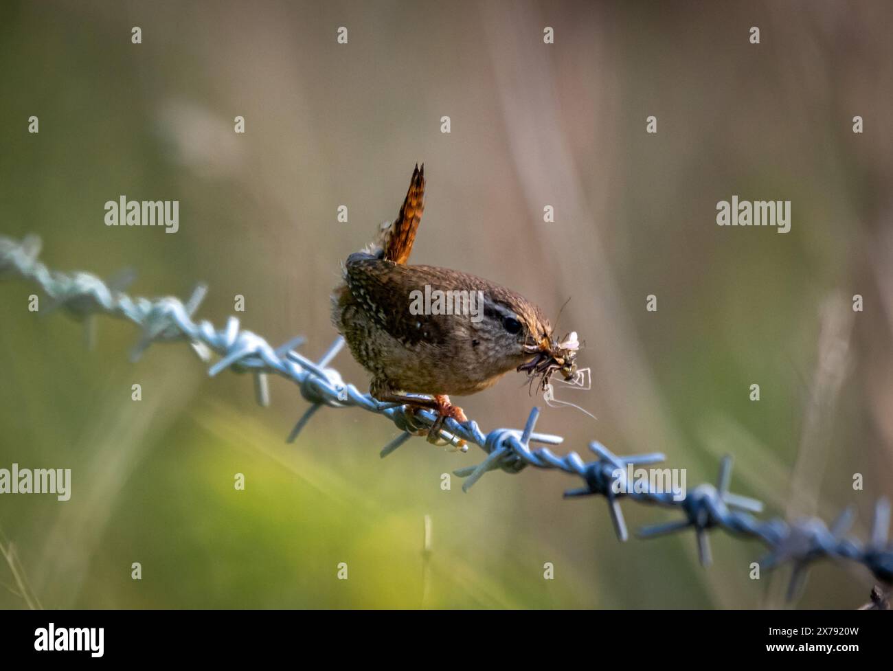 Wren catching flies from a barbed wire fence taken at Havannah Nature ...