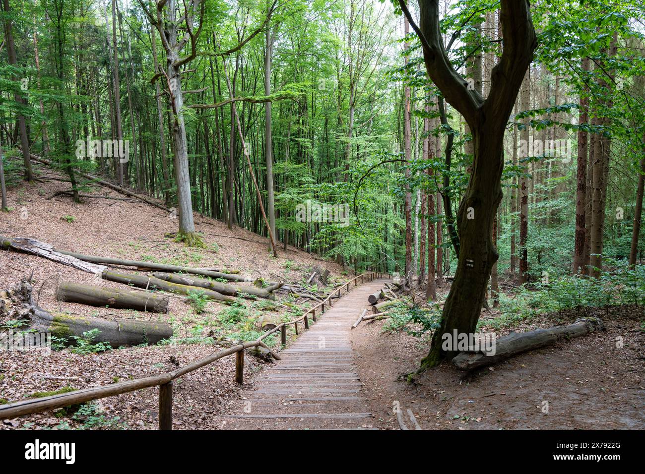 A wooded area with a path leading to a tree. The path is lined with ...