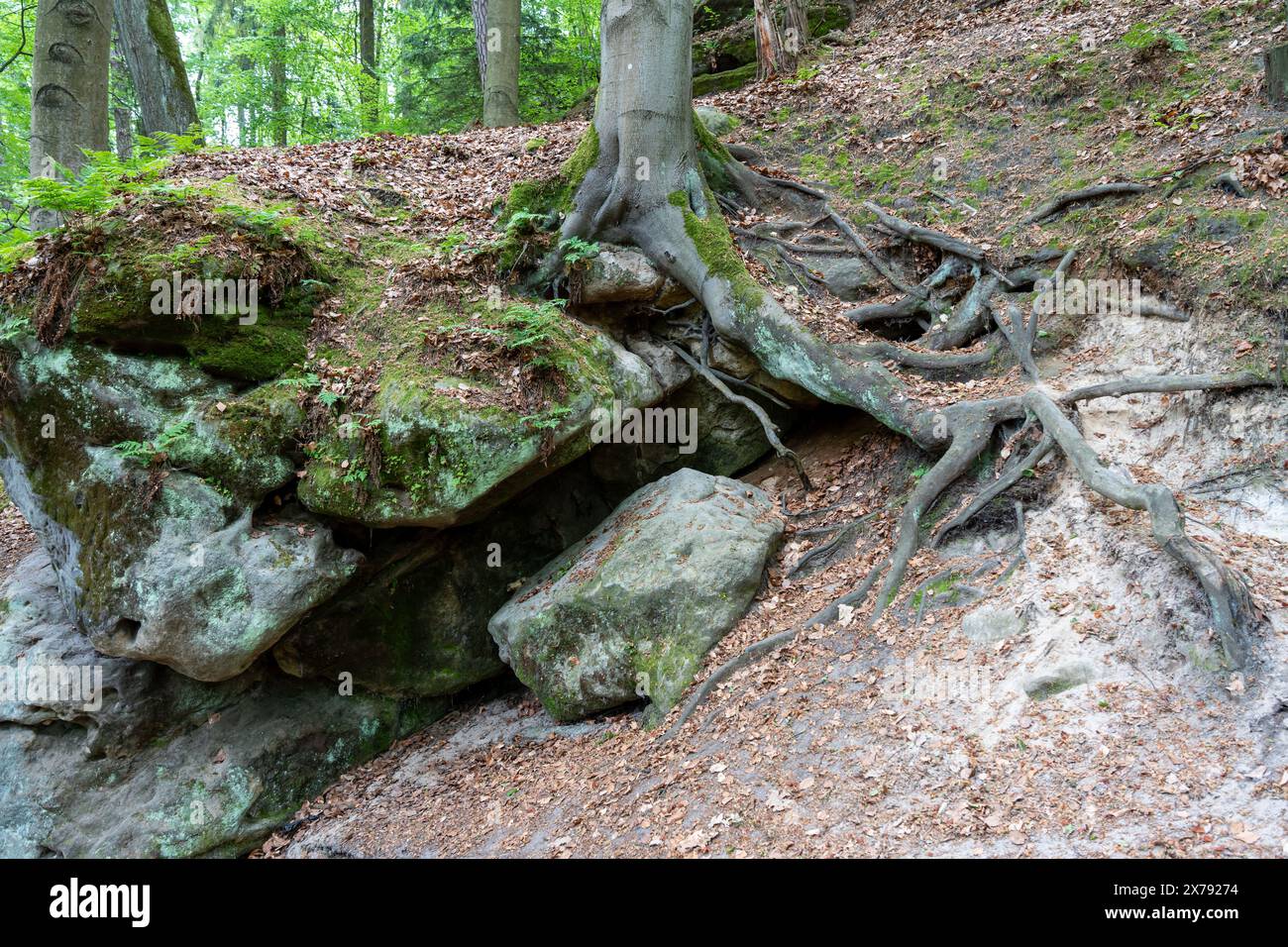Trees growing out of rock hi-res stock photography and images - Alamy