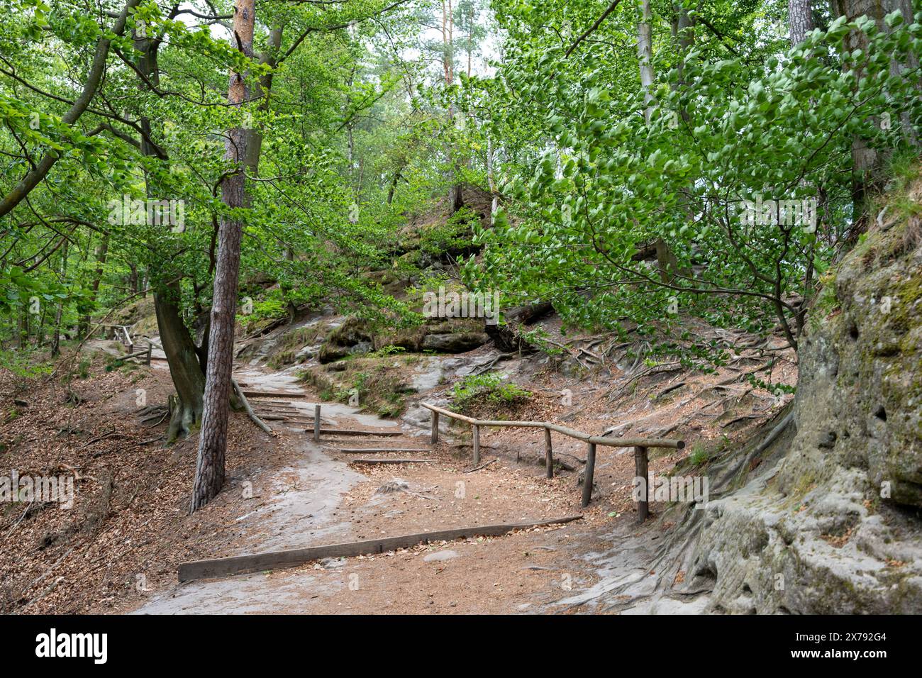 A wooded area with a path leading up to a rock. The path is lined with ...