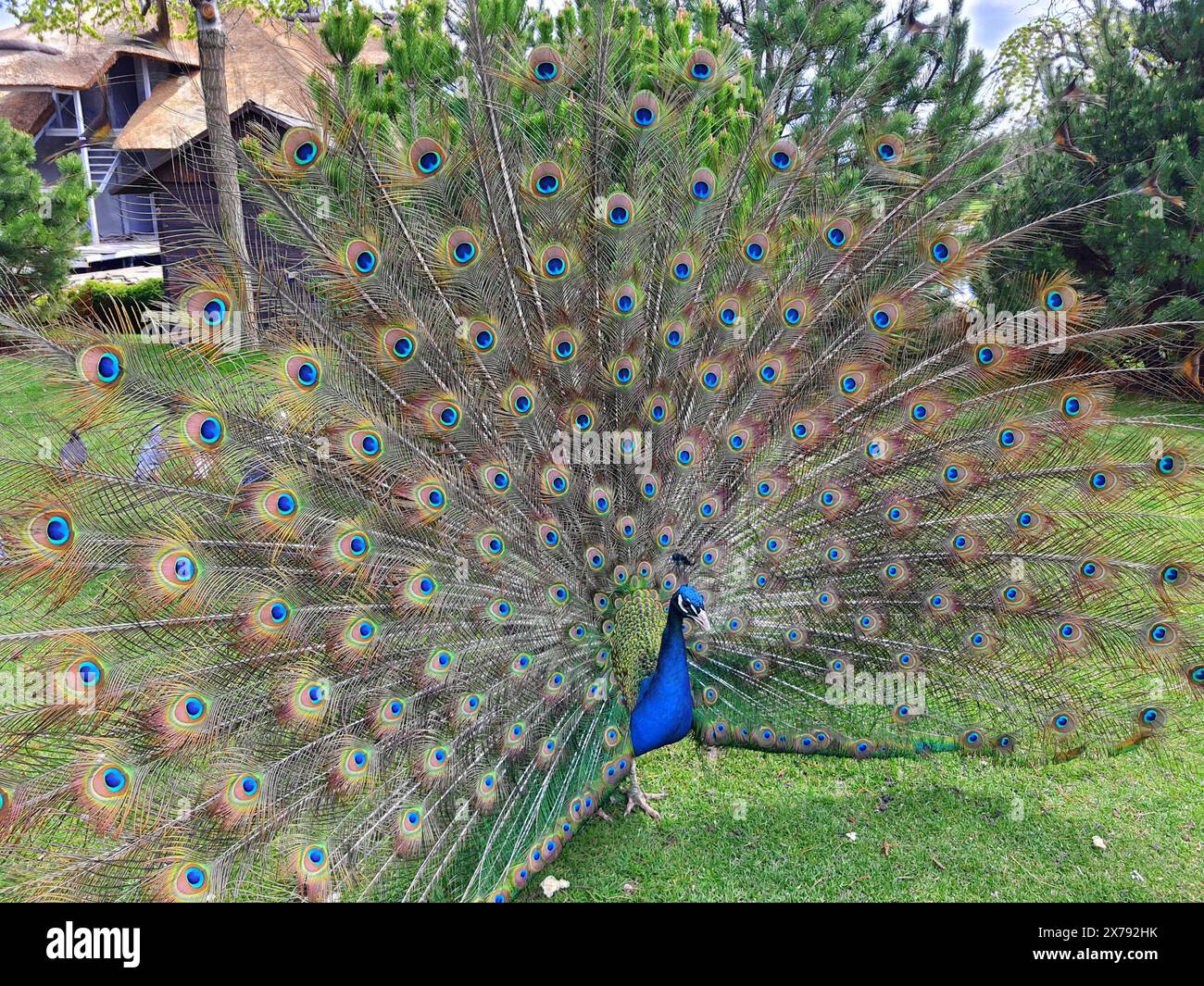 A bright blue beautiful peacock with long tail and feathers dances ...