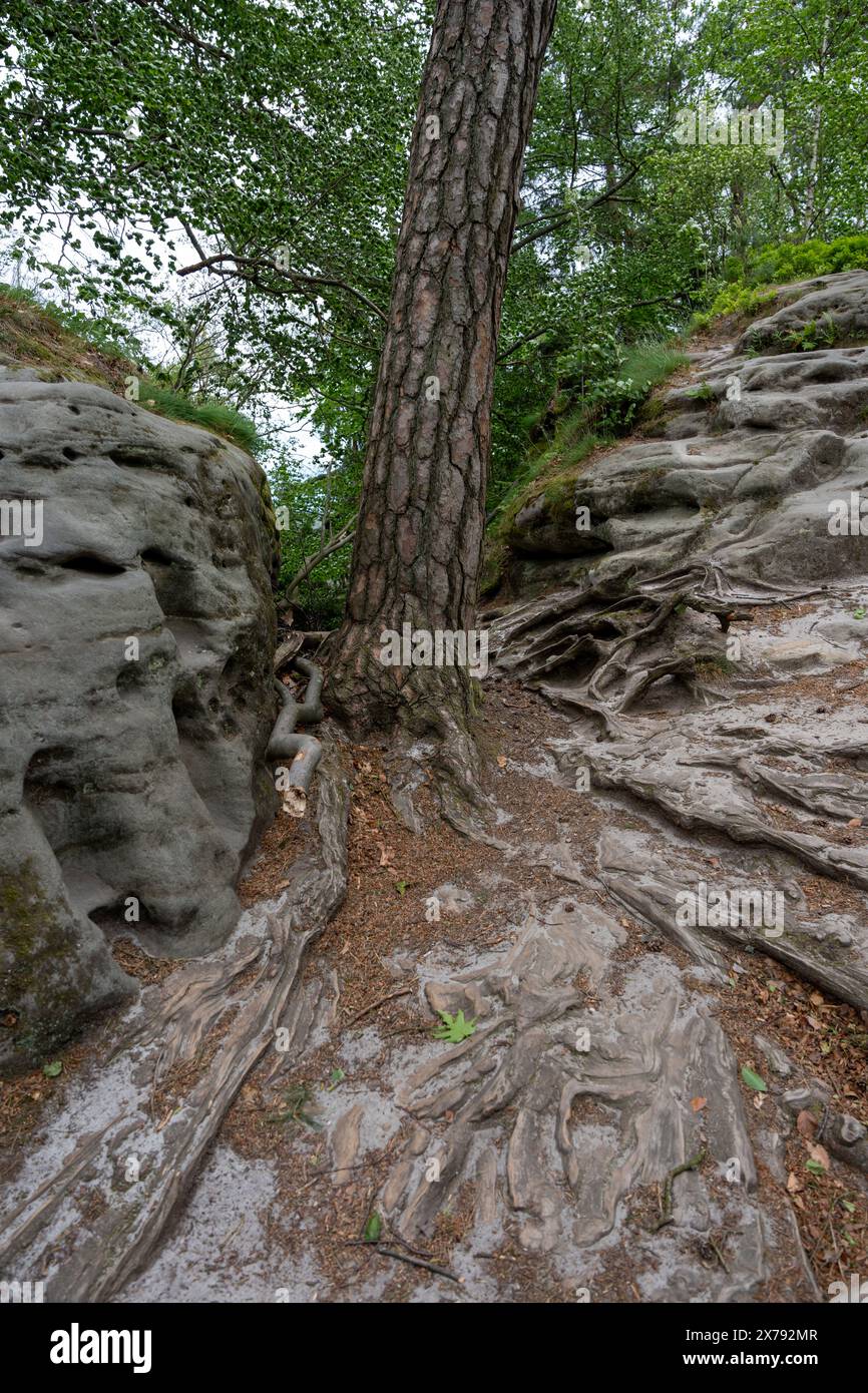 A tree trunk is growing out of a rocky cliff. The tree is surrounded by ...