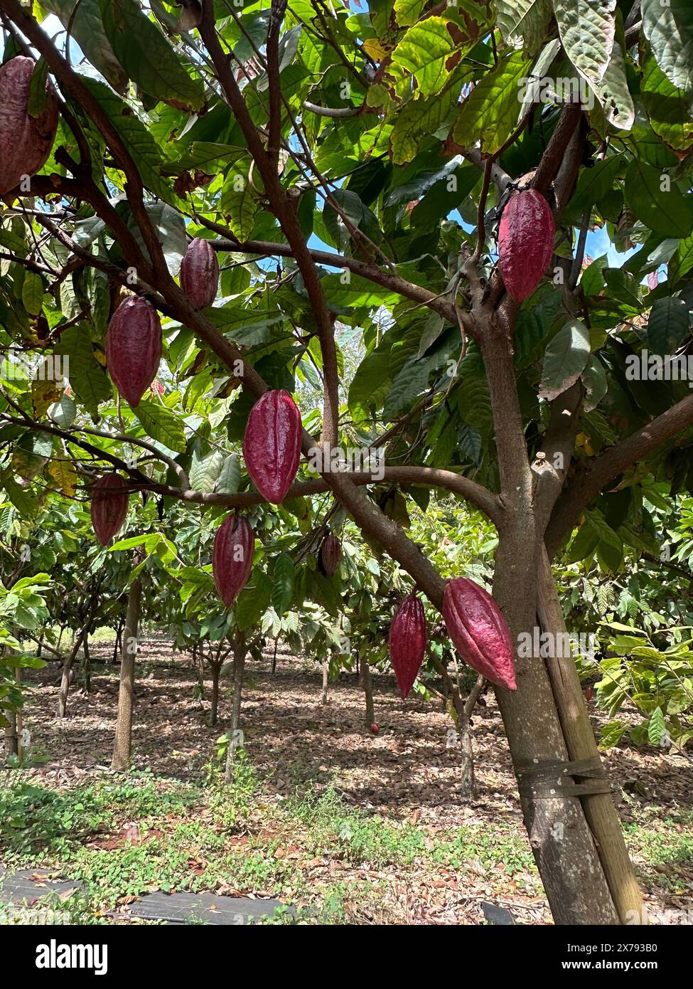 Cacao trees on the farm on the island of Oahu Stock Photo - Alamy