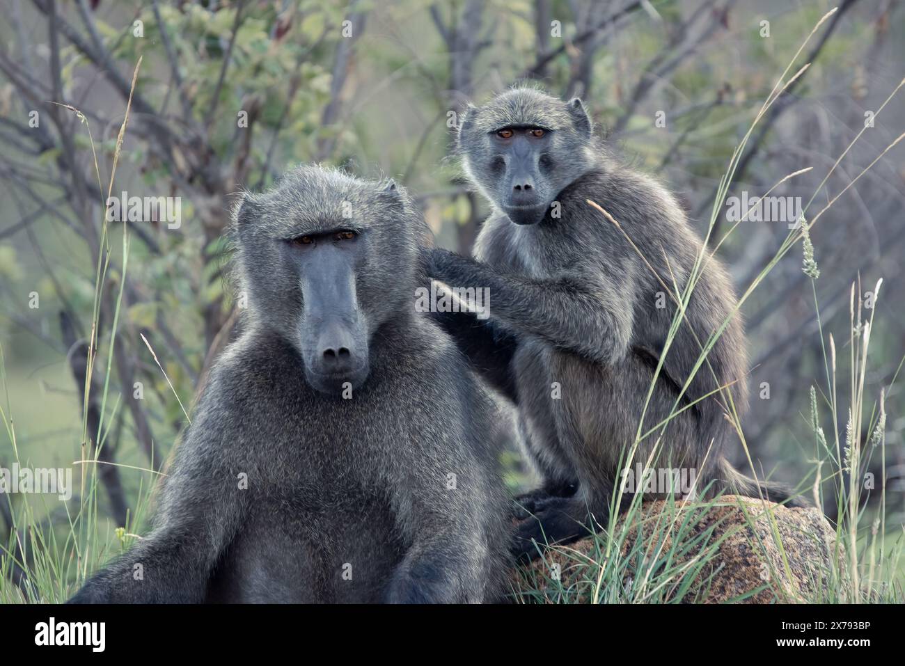 An alpha male Chacma Baboons, Papio ursinus, being groomed by another ...