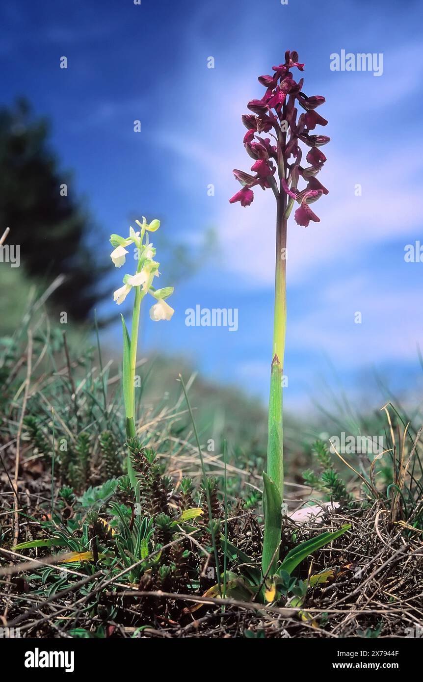 Green-winged orchid (Anacamptis morio), Orchidaceae. type form and ...