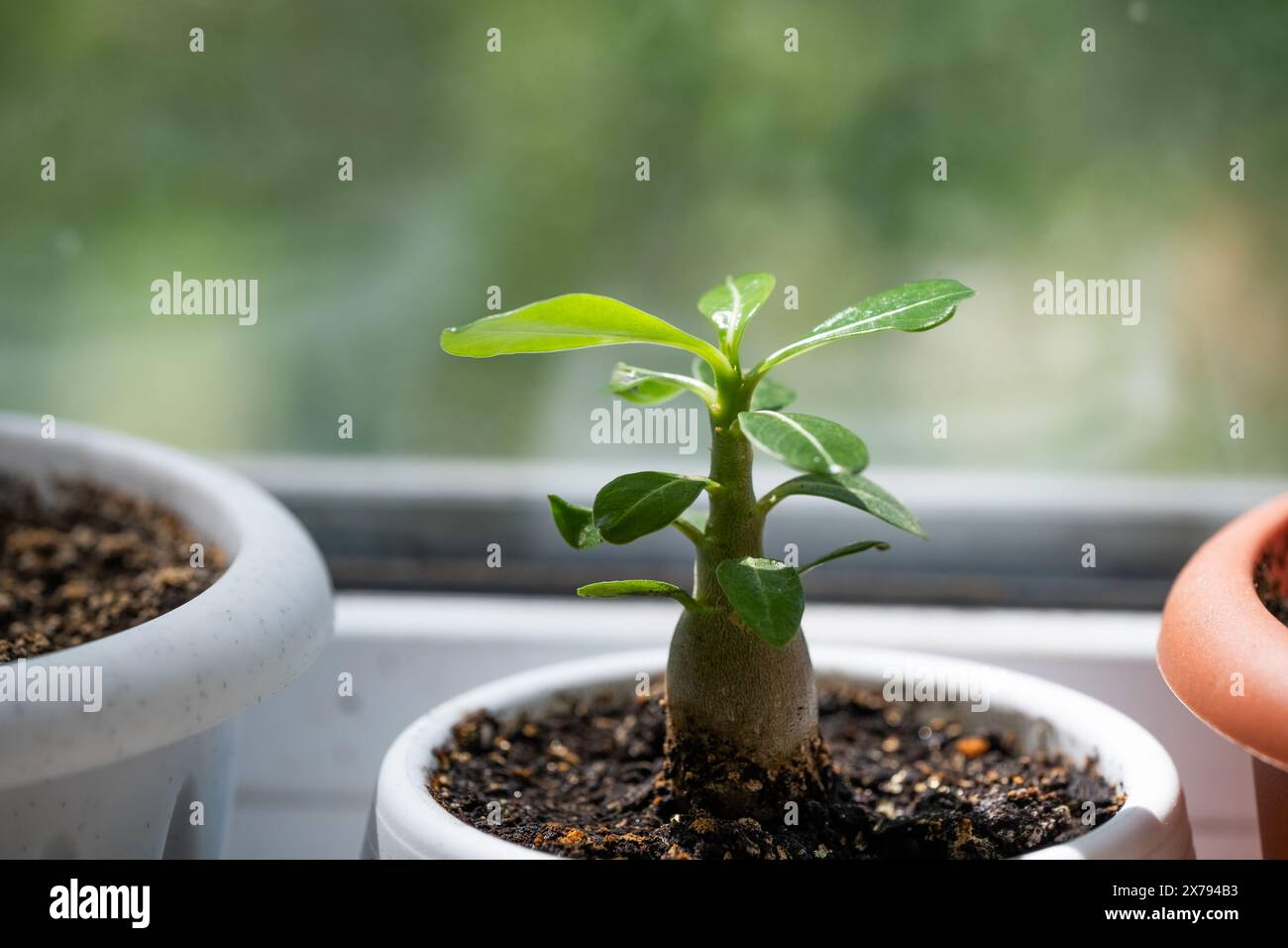 Potted adenium hi-res stock photography and images - Alamy