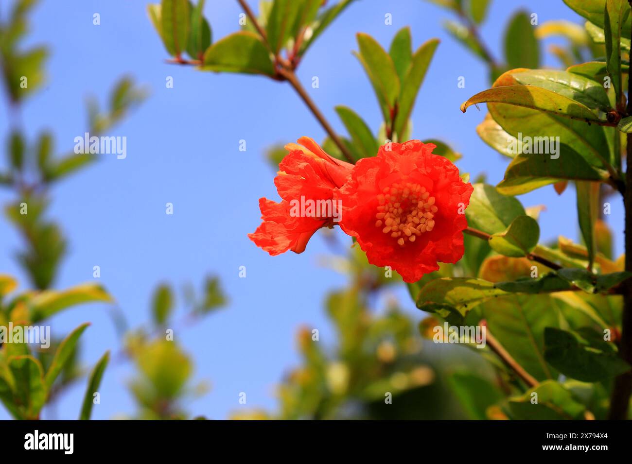 Red garnet flower blooms on tree. Southern healthy fruit pomegranate ...