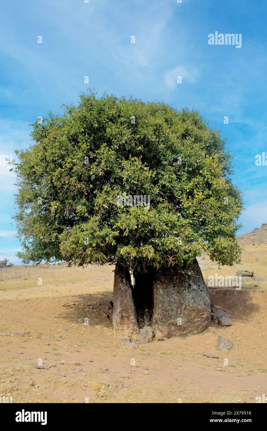 A lonely tree with a thick and short trunk. Persistent loneliness, a ...