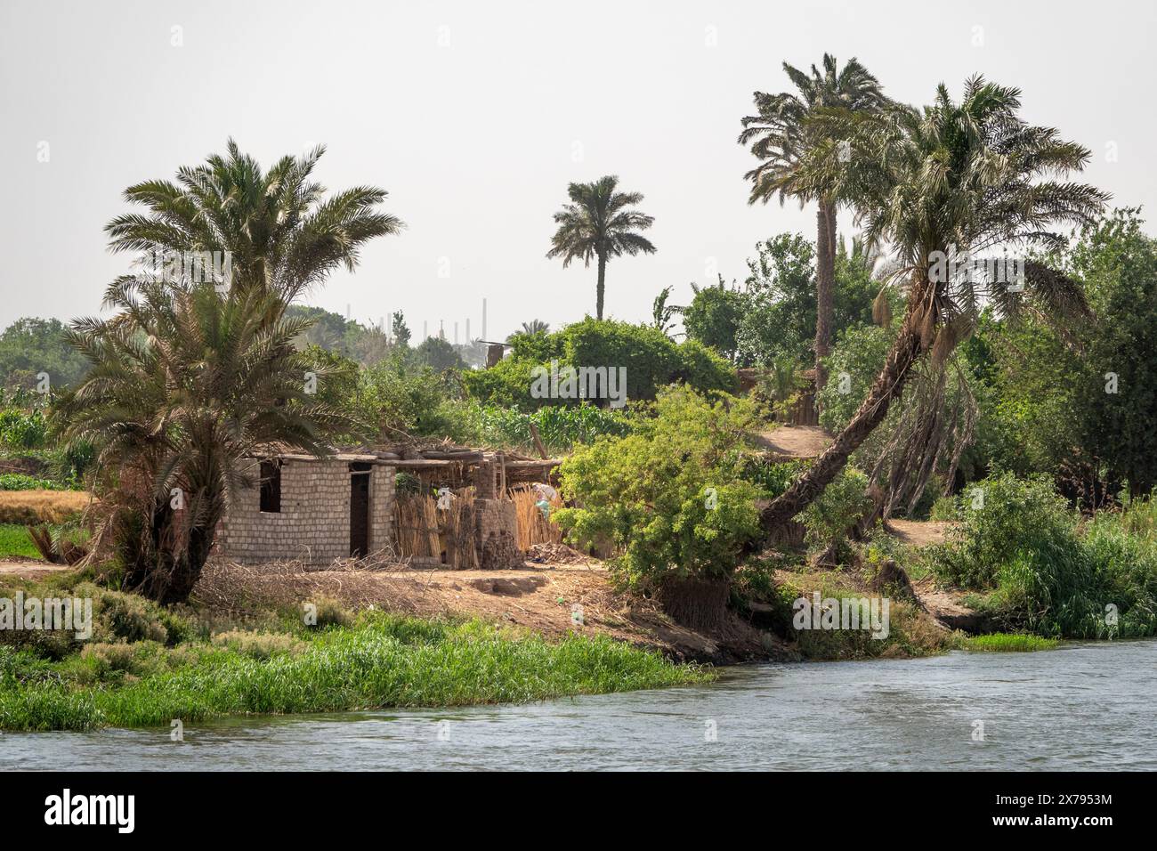 A river Nile bank view at waters edge, Egypt, Africa Stock Photo - Alamy