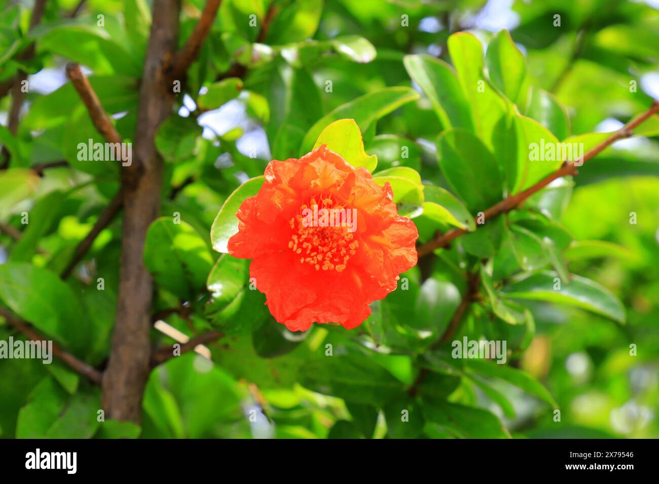 Red garnet flower blooms on tree. Southern healthy fruit pomegranate, pomegranate tree in garden ...